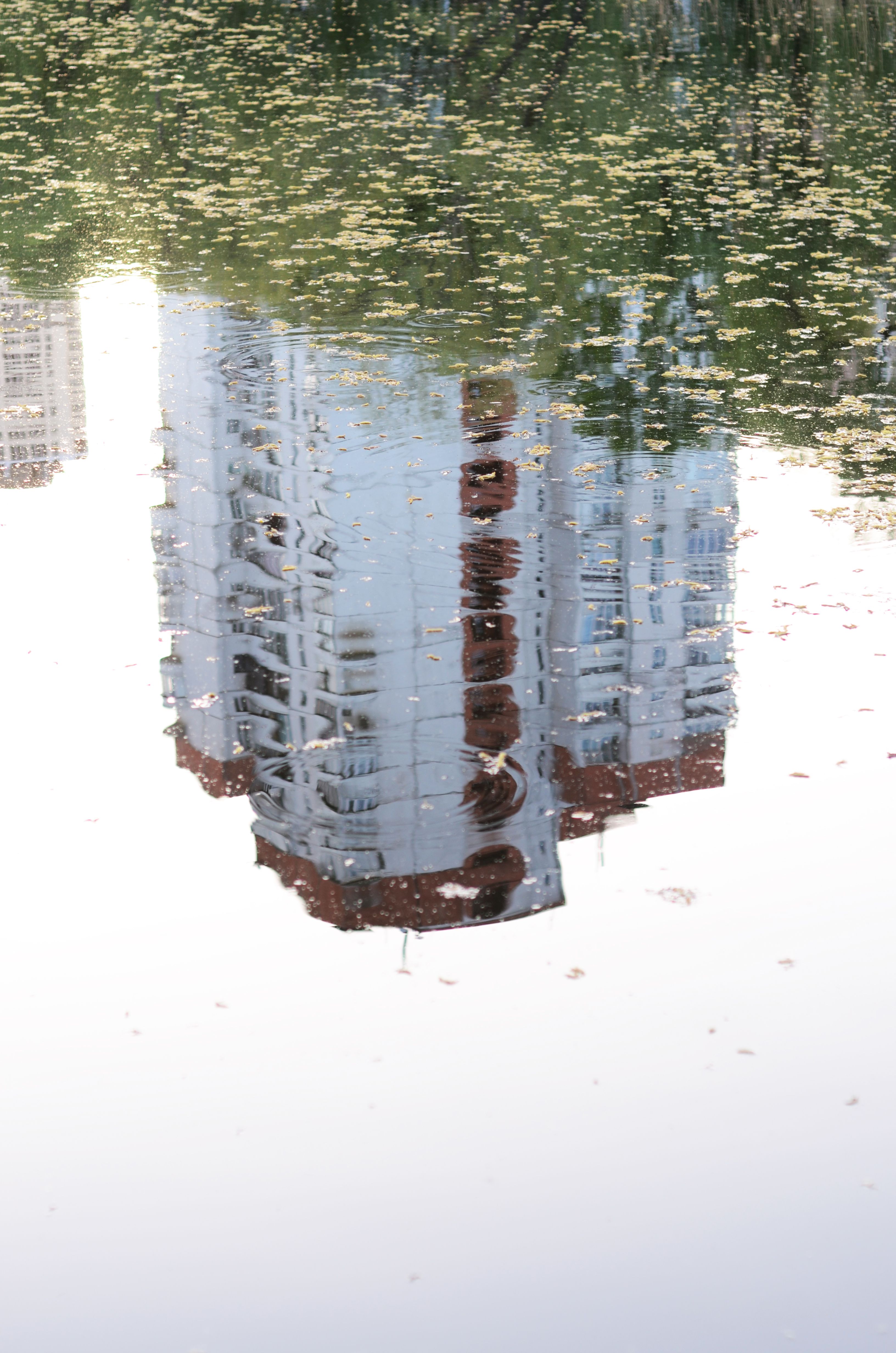 Abstract Urban Reflection in Calm Water · Free Stock Photo