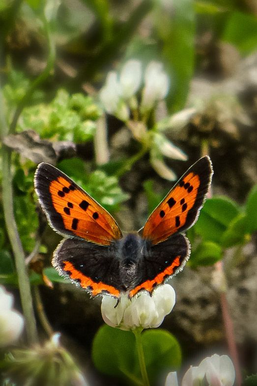 Vivid Large Copper Butterfly on Bloom · Free Stock Photo