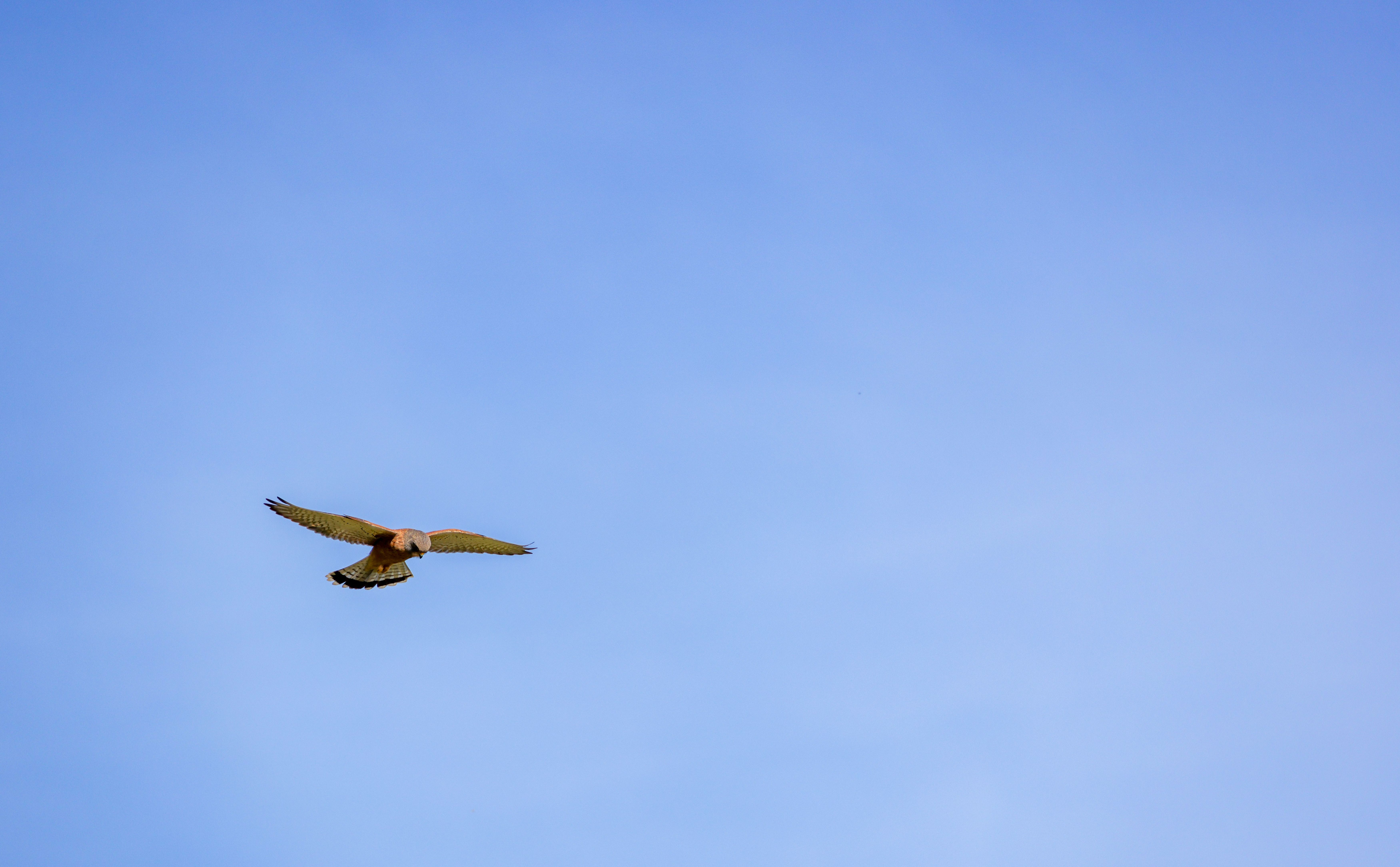 Silhouette of Bird Flying · Free Stock Photo
