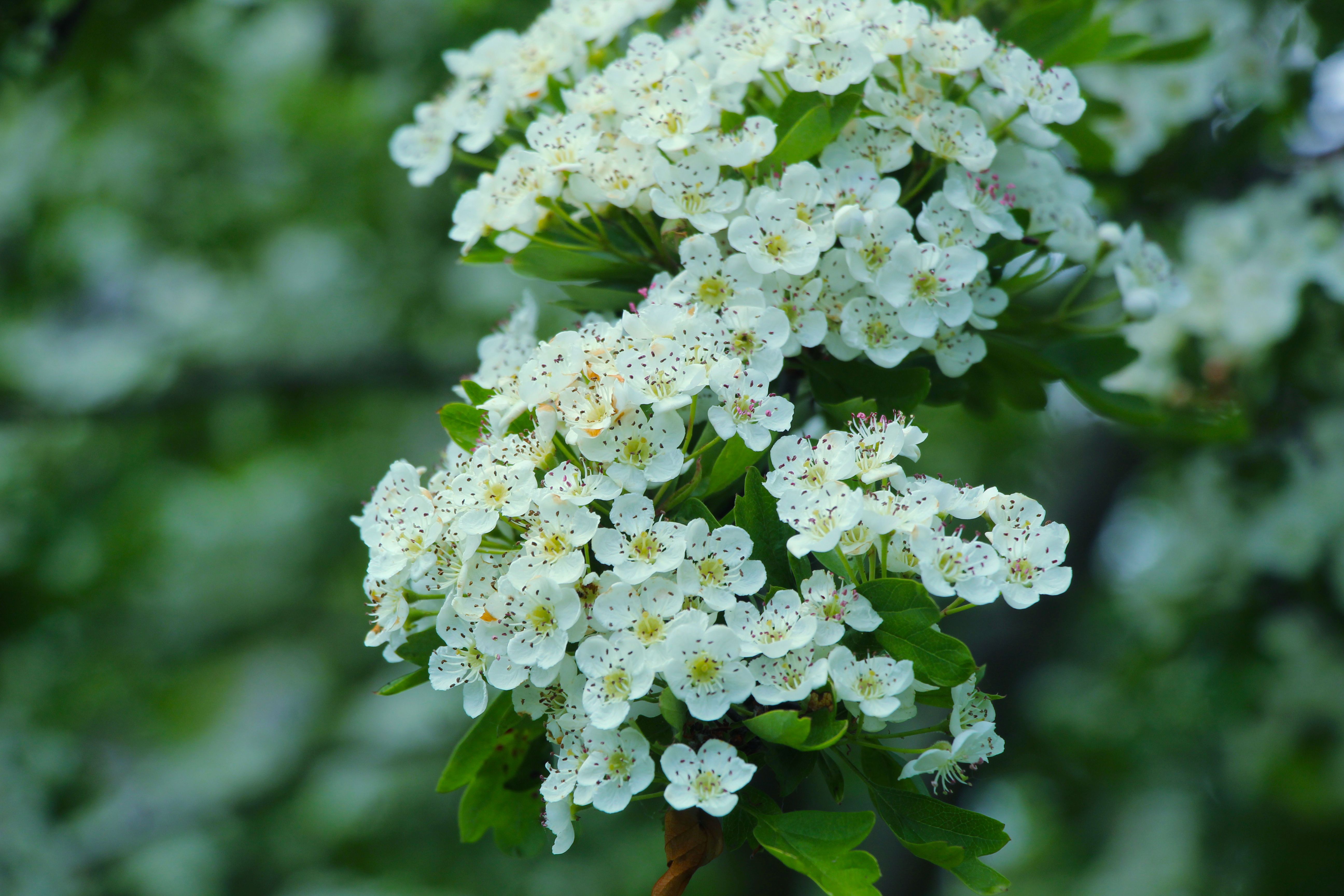 Close-up of White Hawthorn Blooms in Spring · Free Stock Photo