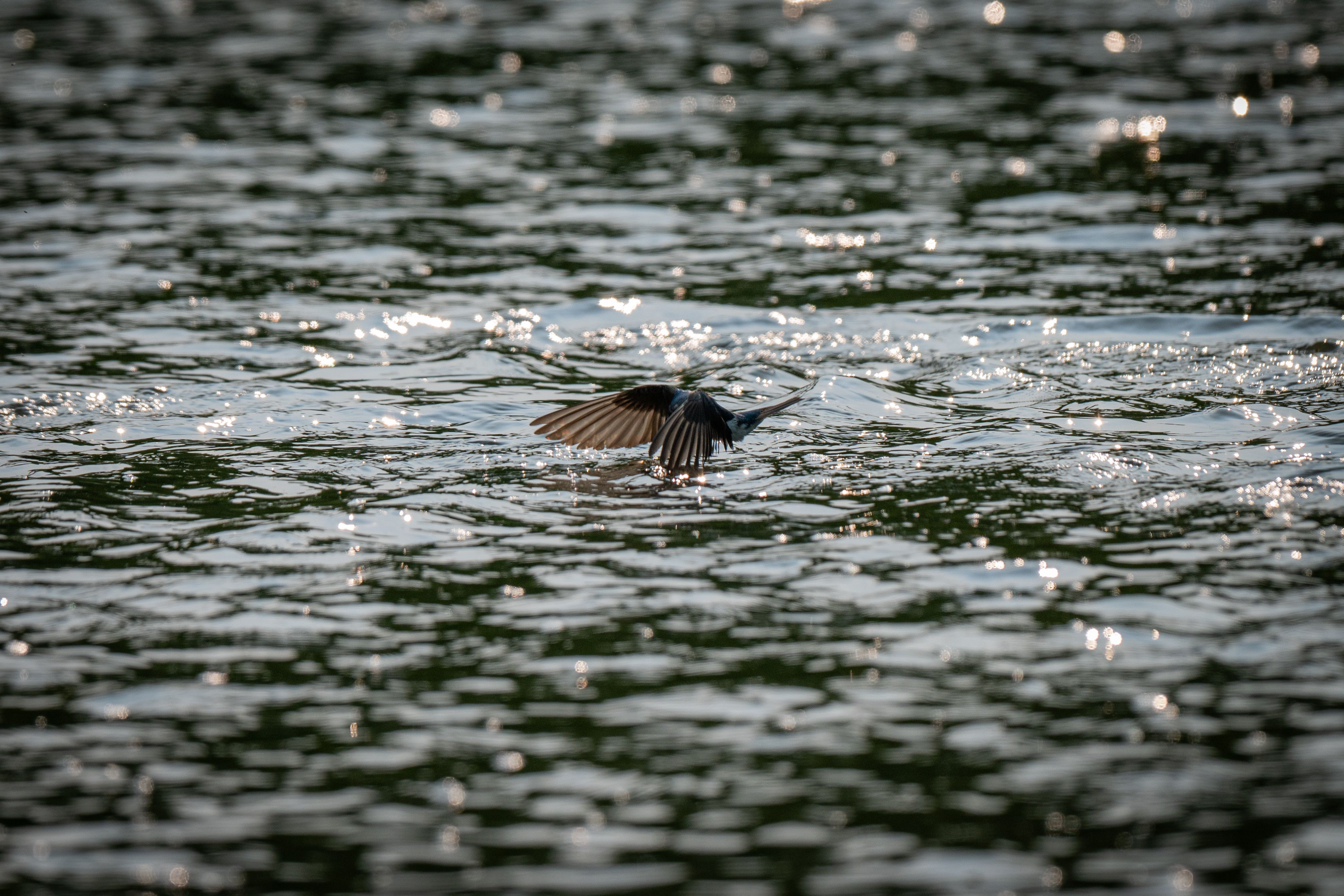 Bird Gliding Over Sparkling Water Surface · Free Stock Photo