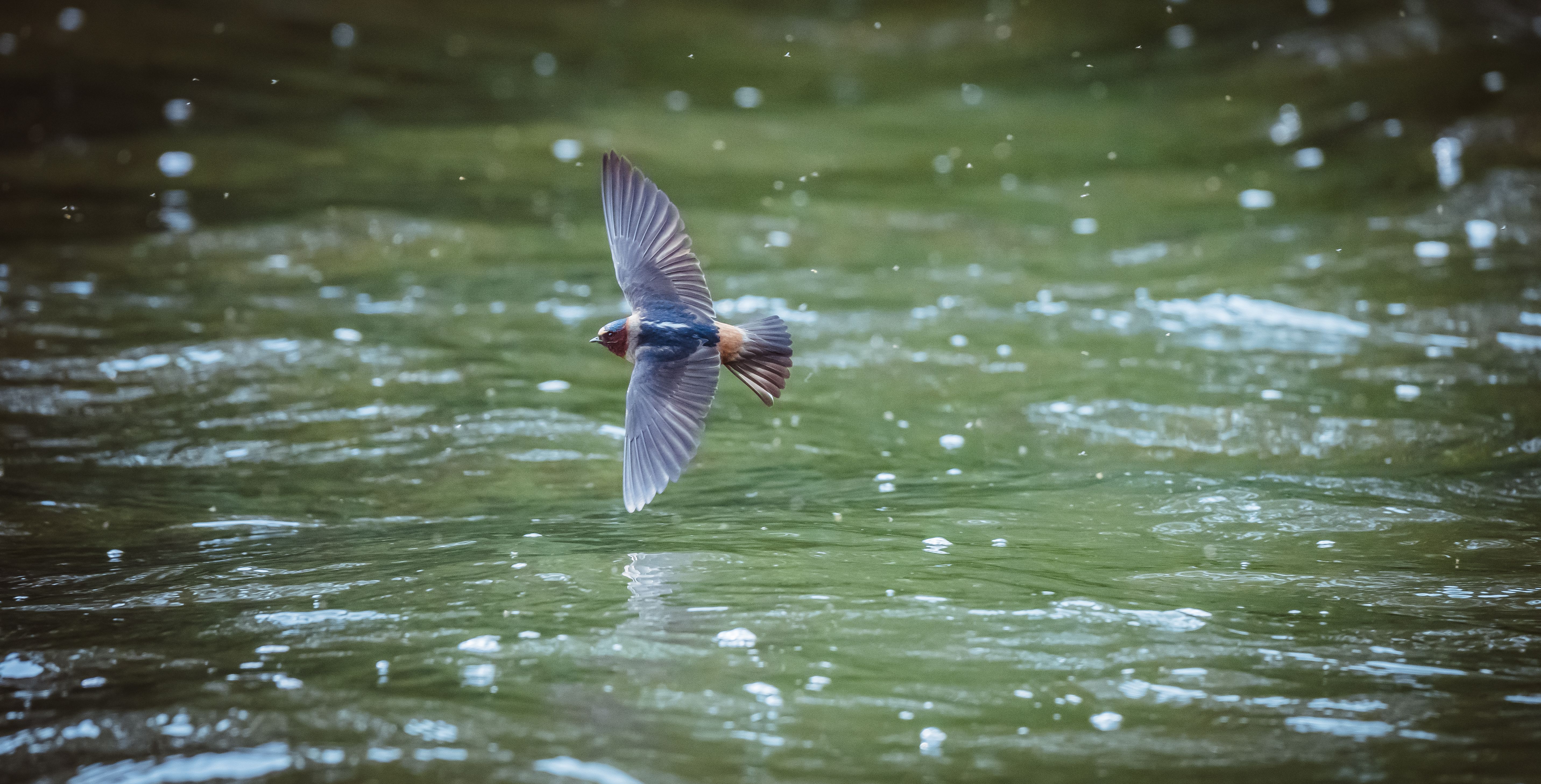 Le 7000+ migliori foto di Rondini · Download gratuito al 100% · Foto di ...