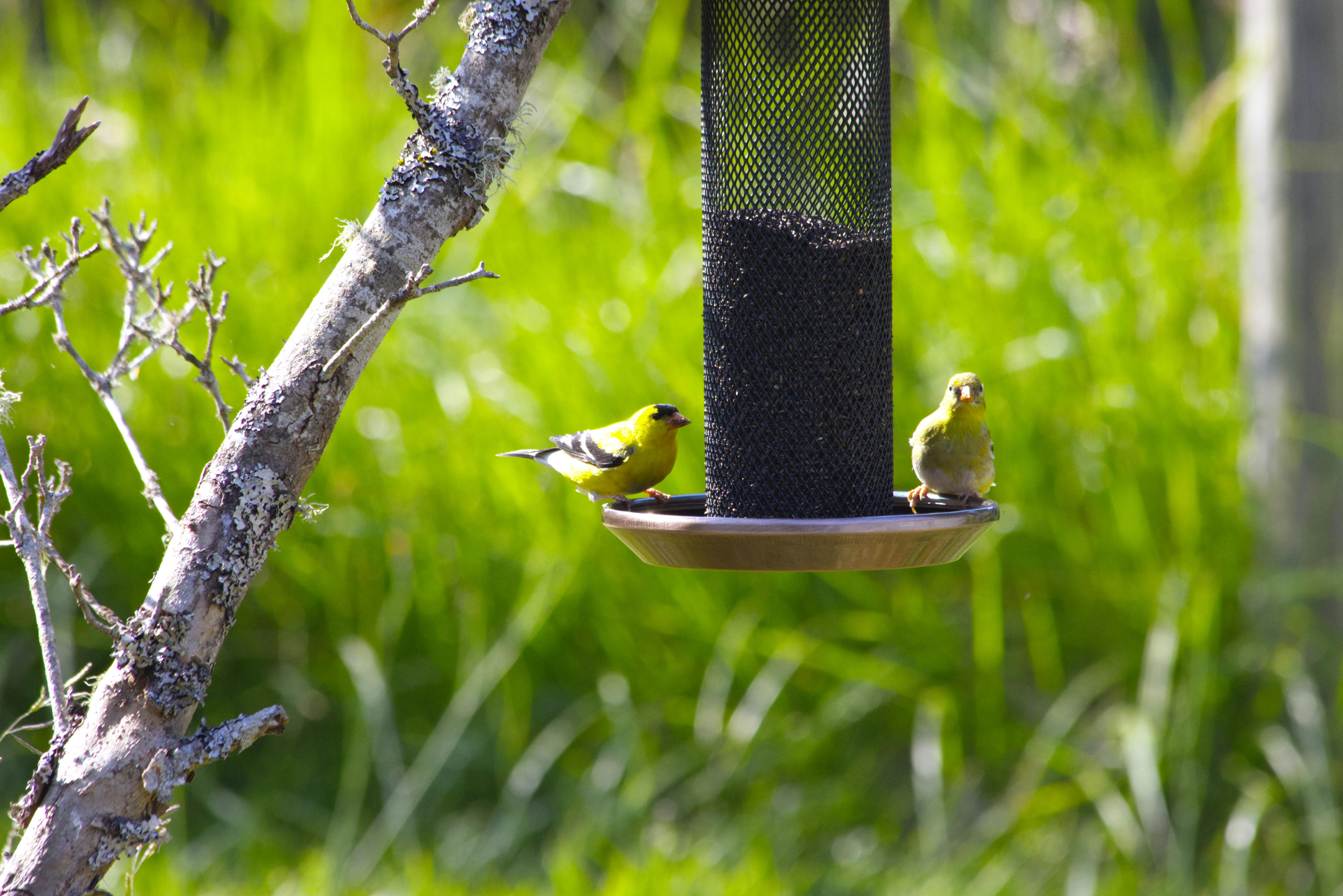 American Goldfinches on Bird Feeder in Spring Garden · Free Stock Photo
