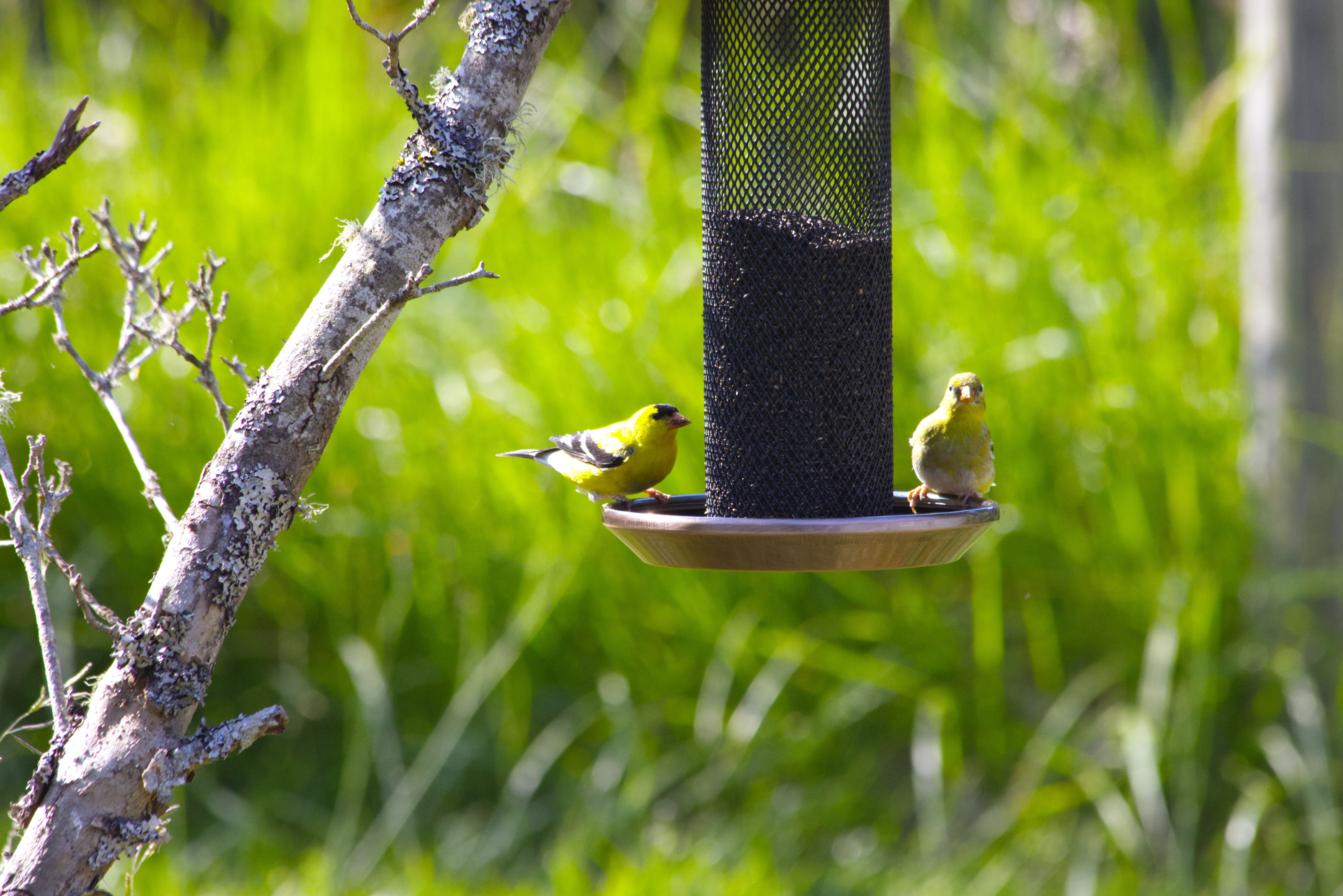 American Goldfinches on Bird Feeder in Spring Garden · Free Stock Photo