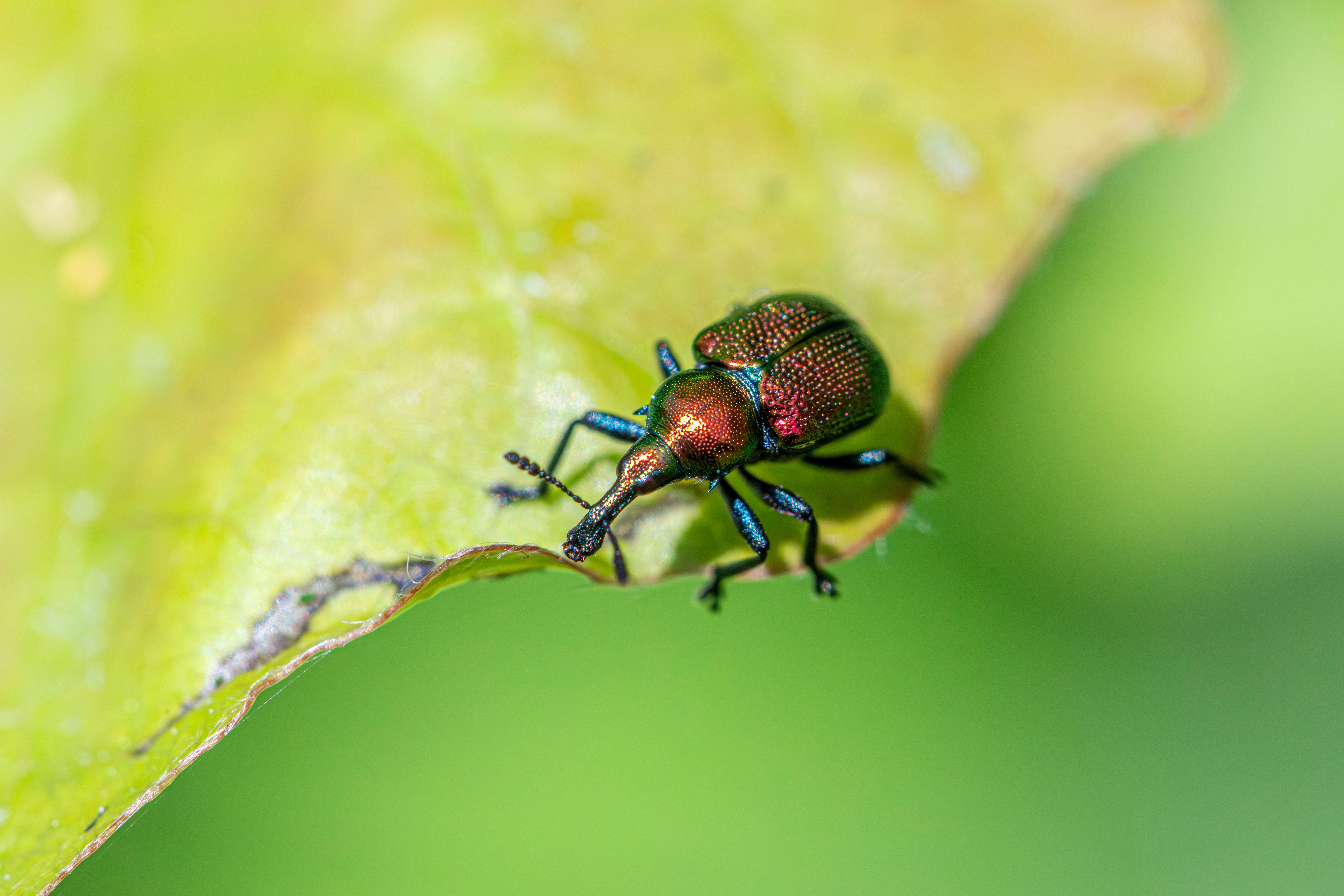 Macro Shot of Aspen Leaf-rolling Weevil on a Leaf · Free Stock Photo