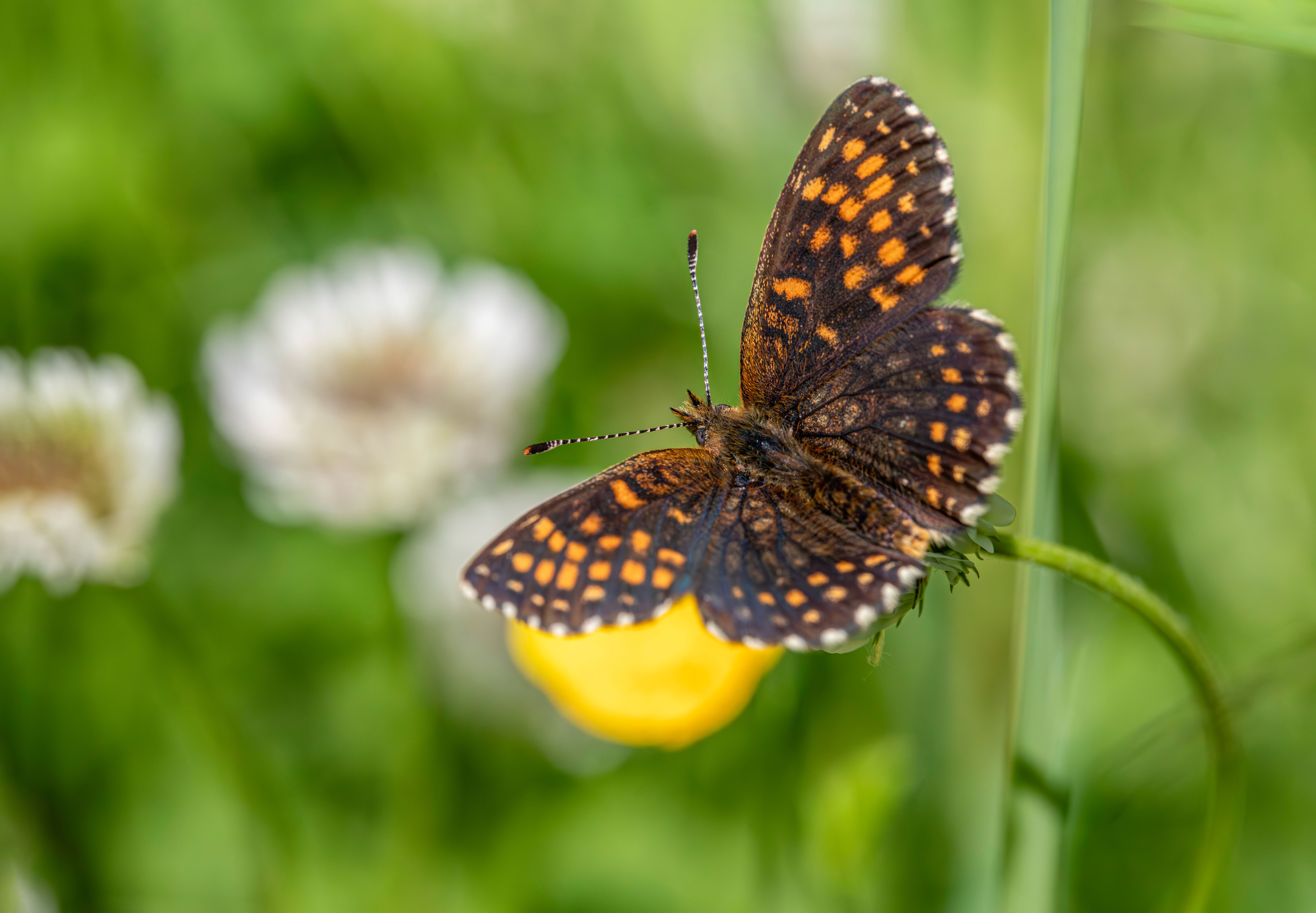 Butterfly Flying Photos, Download The BEST Free Butterfly Flying Stock ...