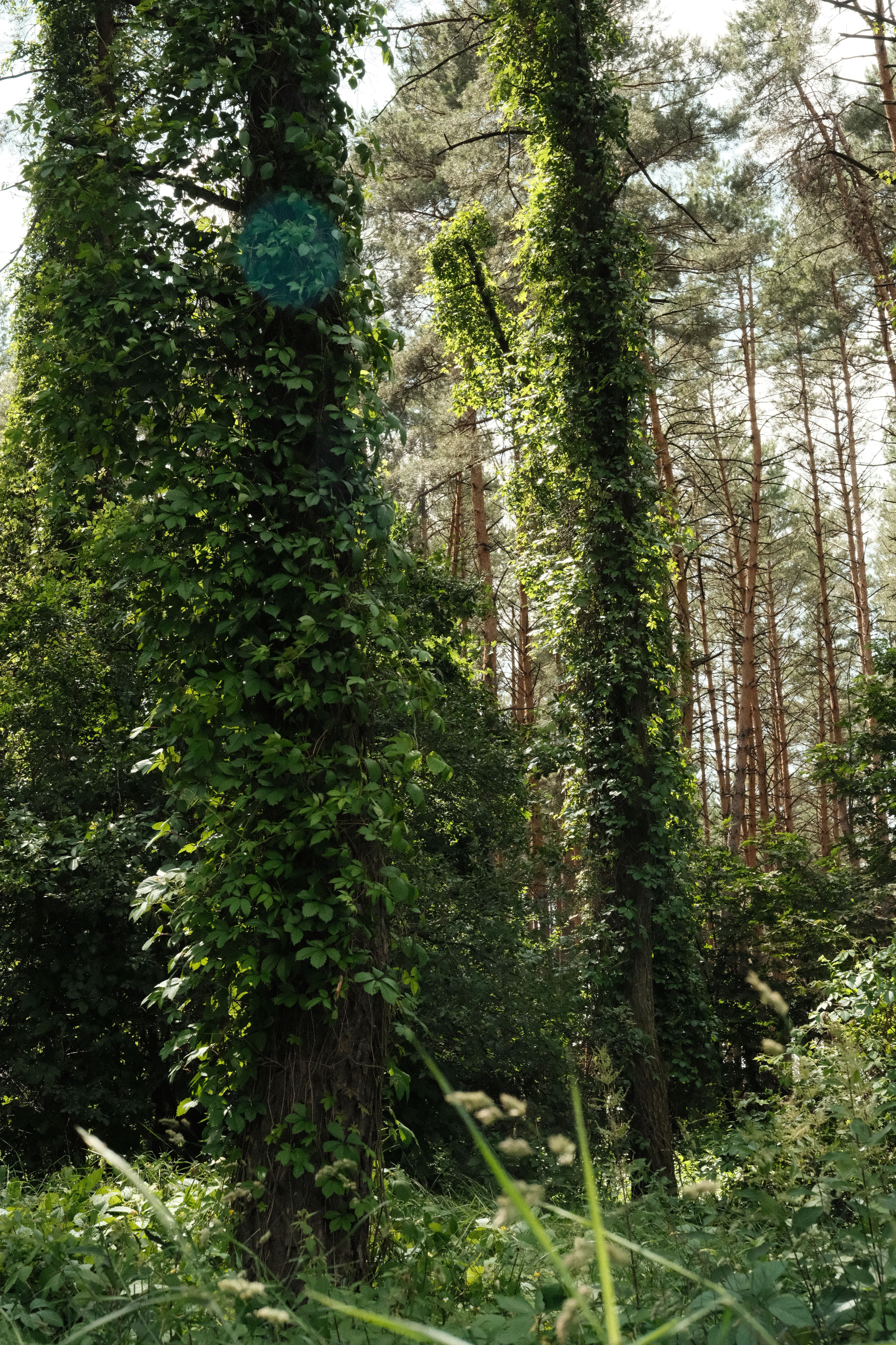 Lush Forest Scene with Tall Trees in Ukraine · Free Stock Photo