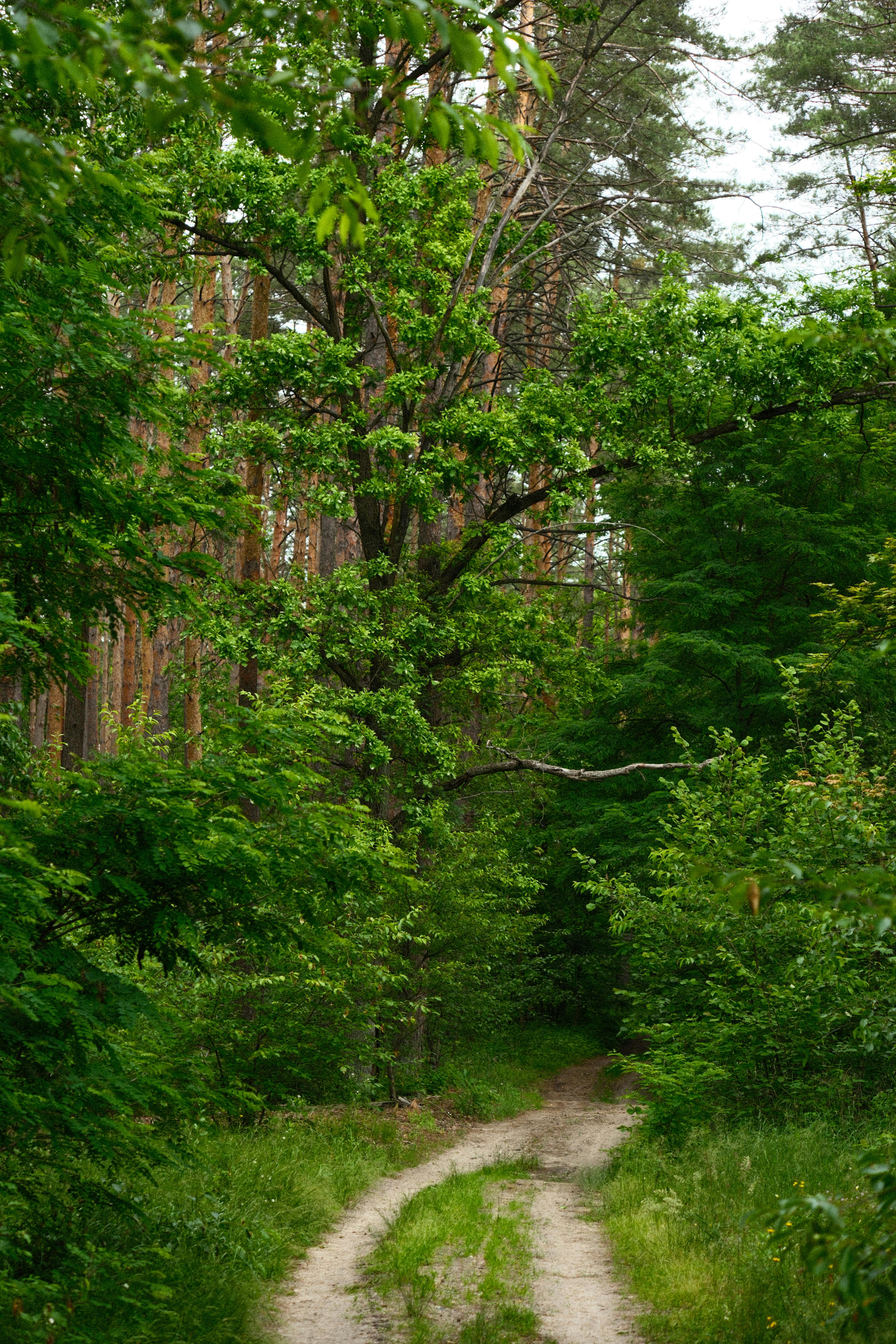 Lush Forest Path in Pylypovychi, Ukraine · Free Stock Photo