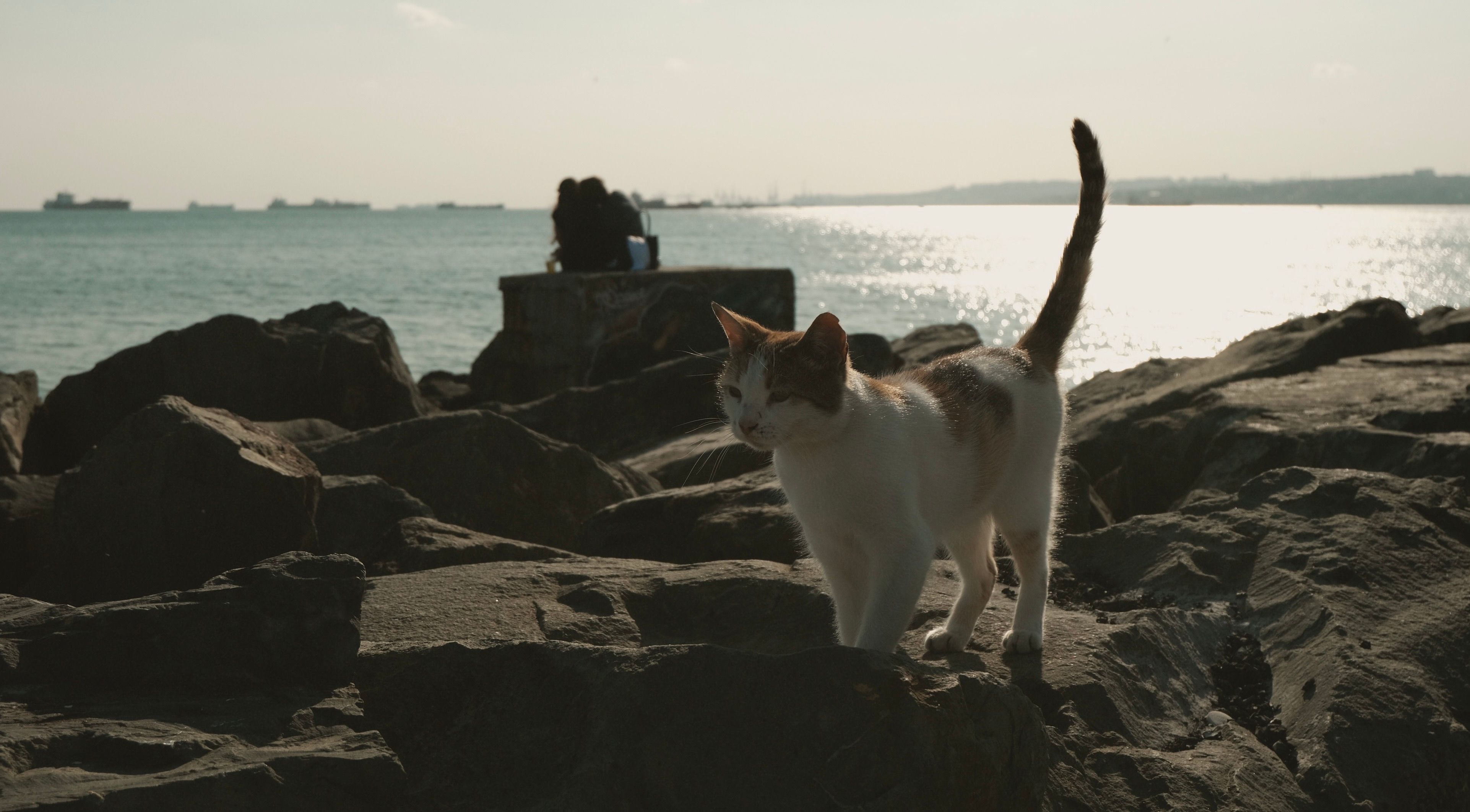 Sunlit Cat on Rocky Shoreline Near Sea · Free Stock Photo