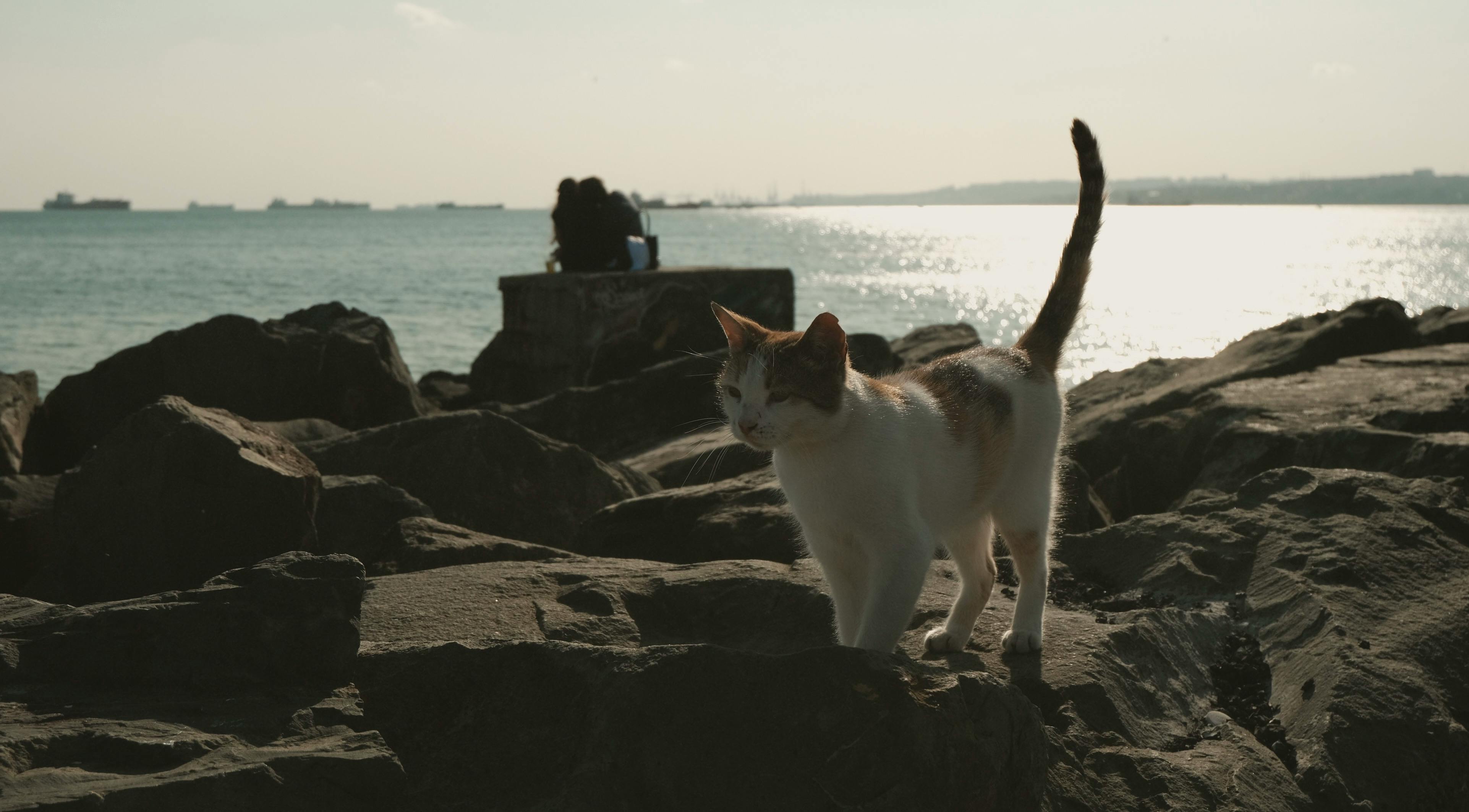 Freaky Cat Photos, Download The BEST Free Freaky Cat Stock Photos & HD ...