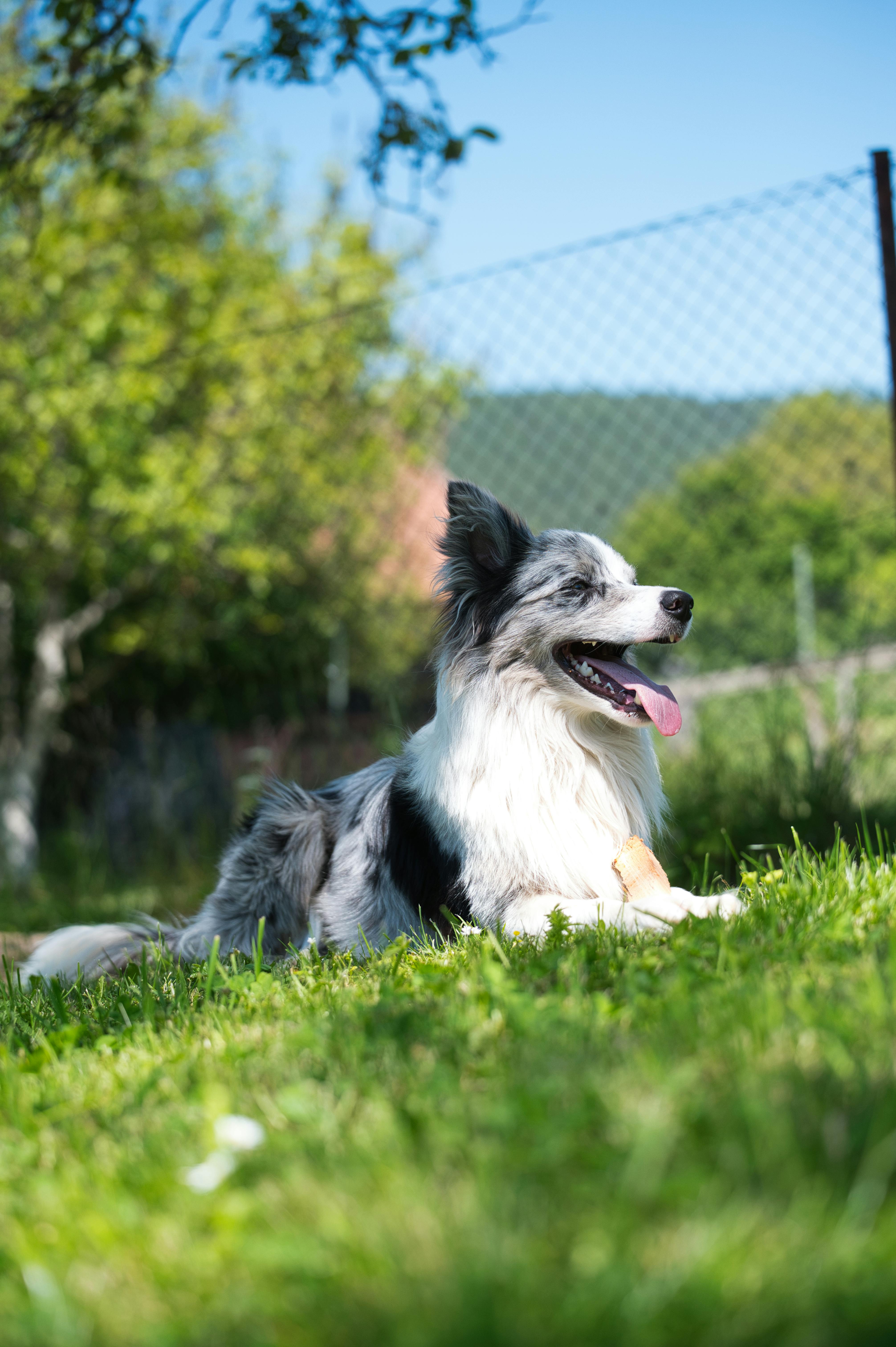 Playful Border Collie Relaxing Outdoors in Summer · Free Stock Photo
