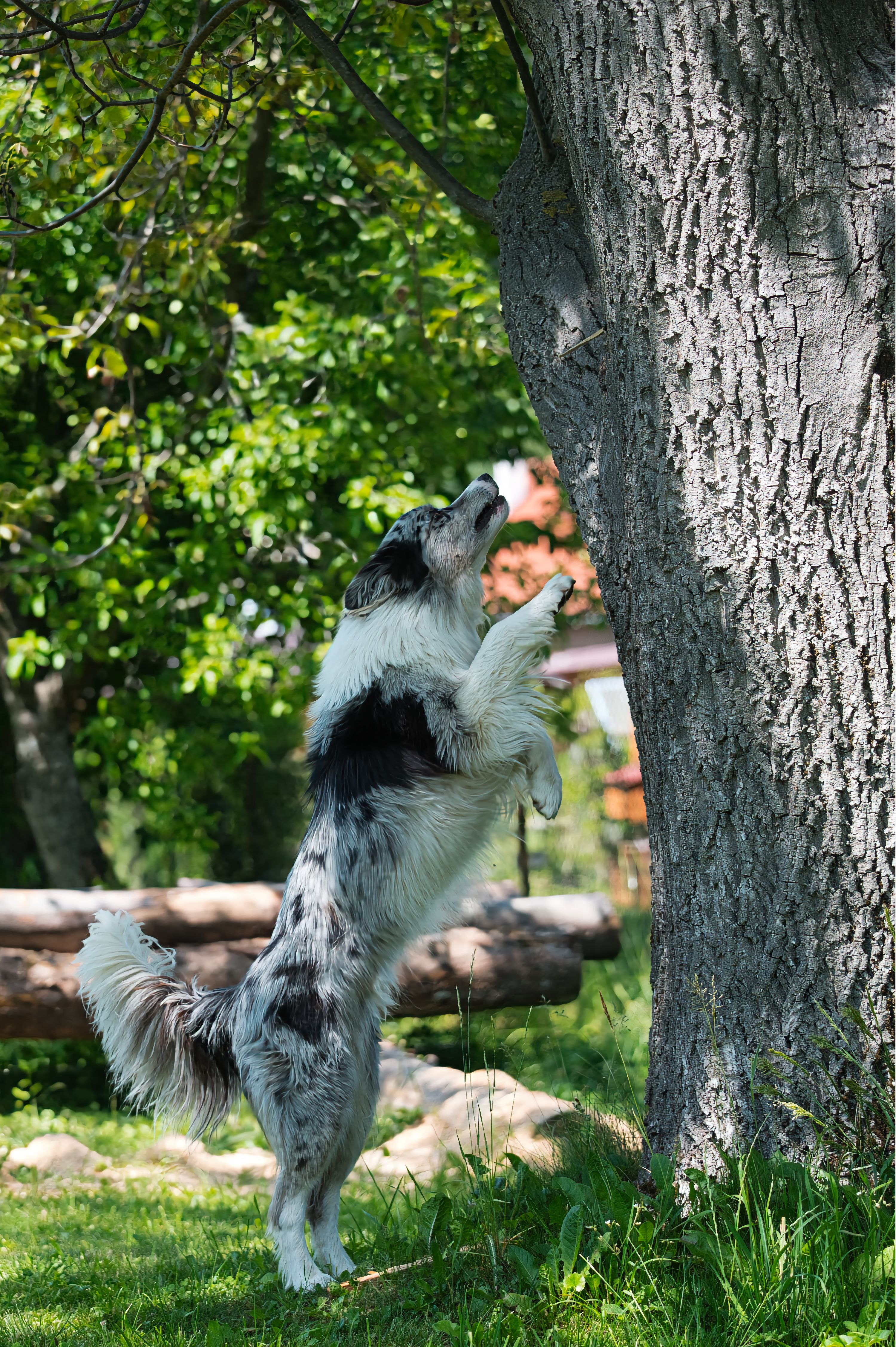 8.509+ Fotos y Imágenes de Perro y arbol Gratis · Banco de Fotos Gratis
