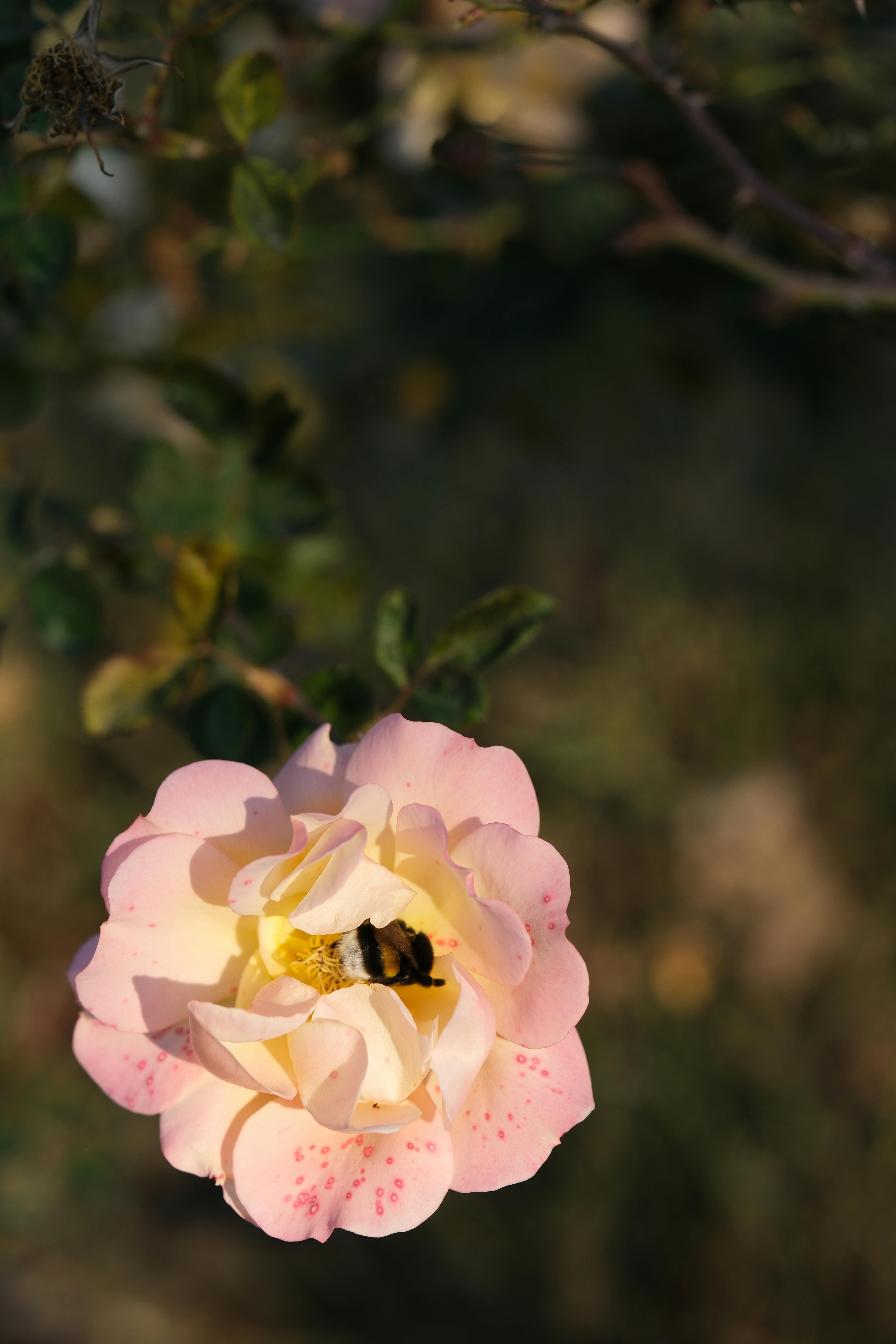 Close-up of a Pink Rose with Bee Pollination · Free Stock Photo