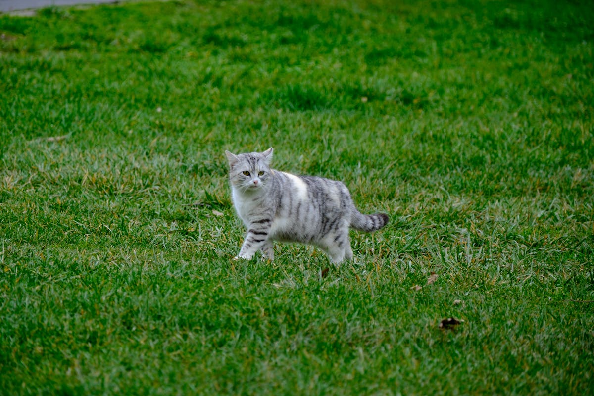 Freaky Cat Photos, Download The BEST Free Freaky Cat Stock Photos & HD ...