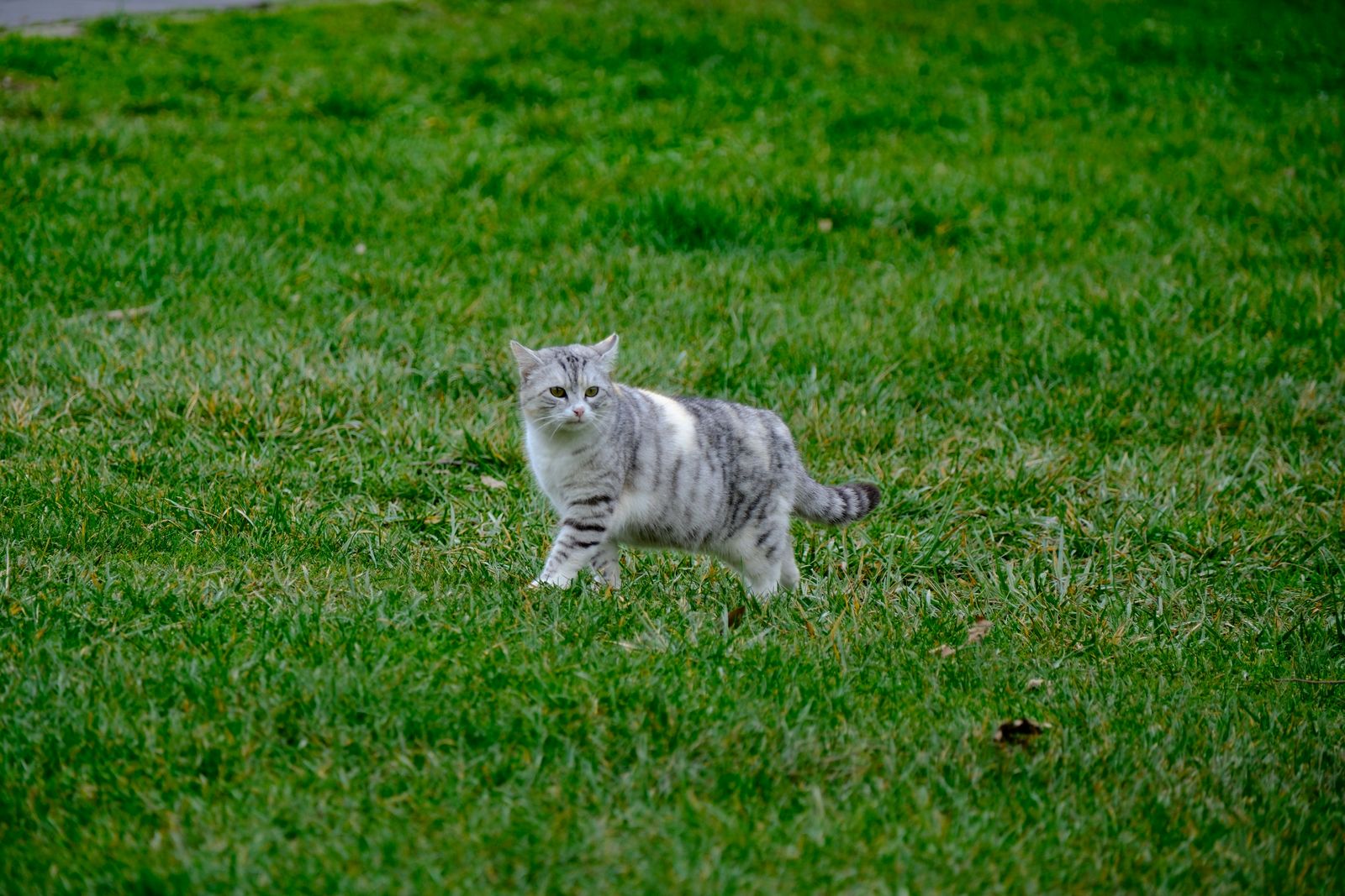 Freaky Cat Photos, Download The BEST Free Freaky Cat Stock Photos & HD ...