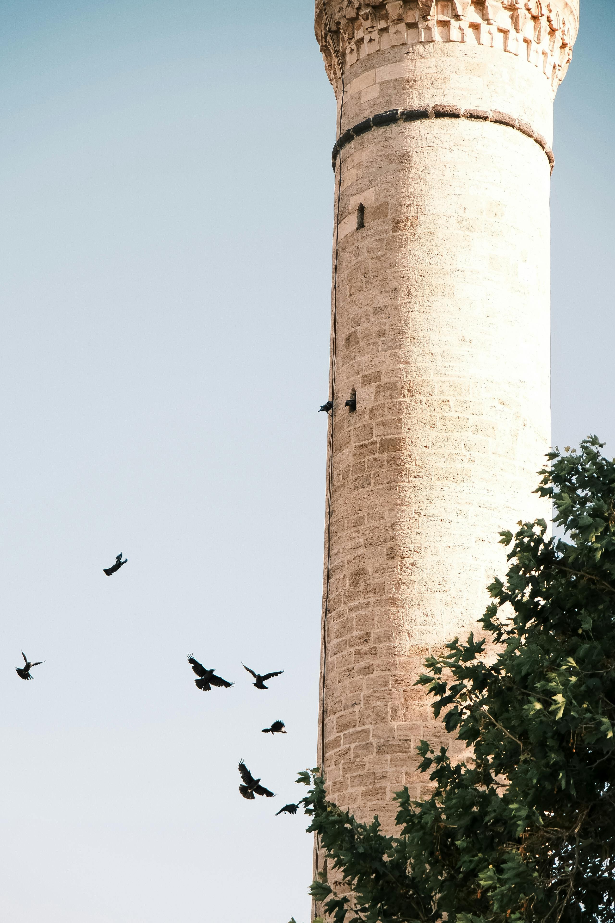 Pigeons Flying Away Photos, Download The BEST Free Pigeons Flying Away ...