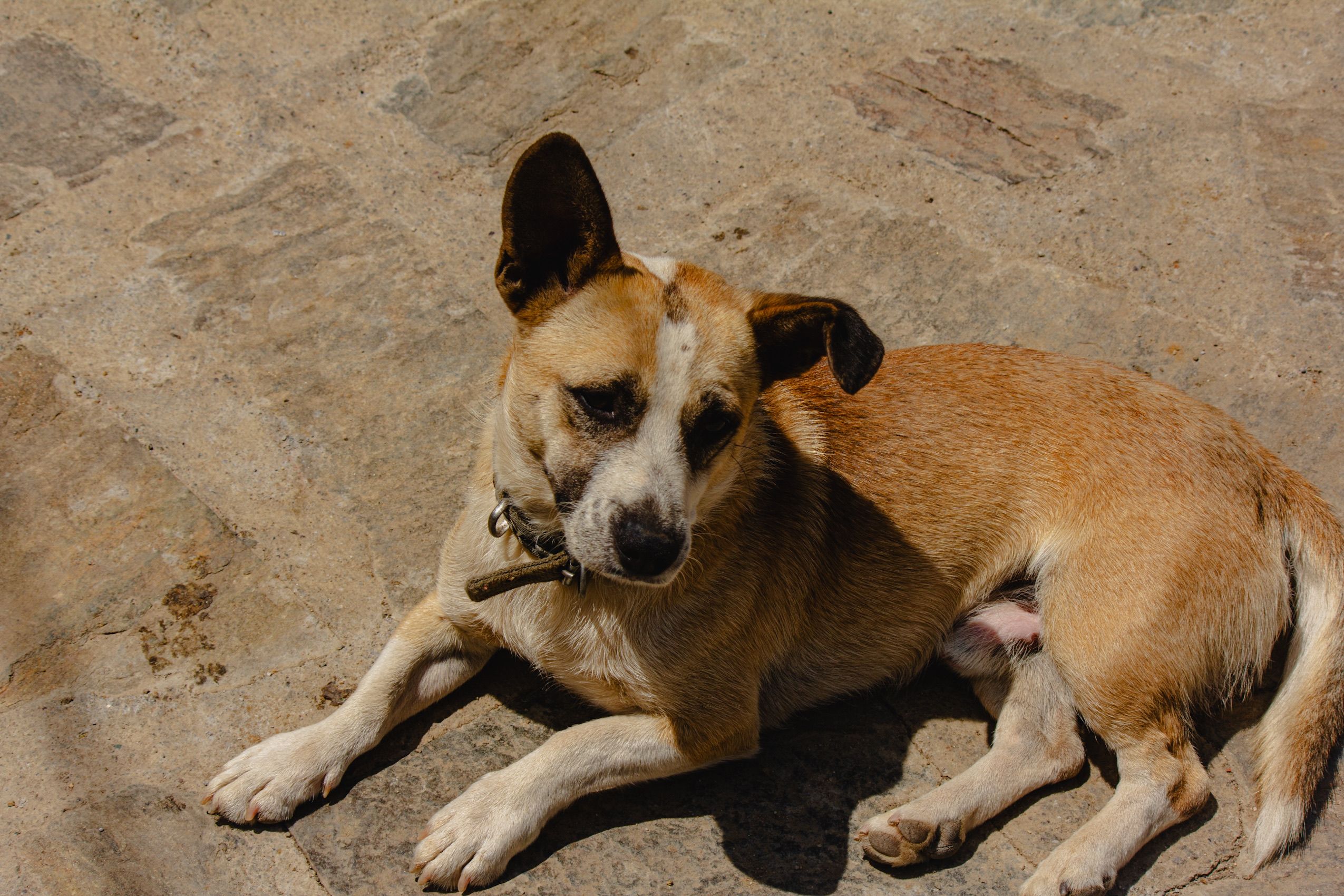 Perro Relajado Tomando El Sol Sobre El Pavimento De Piedra · Foto de ...