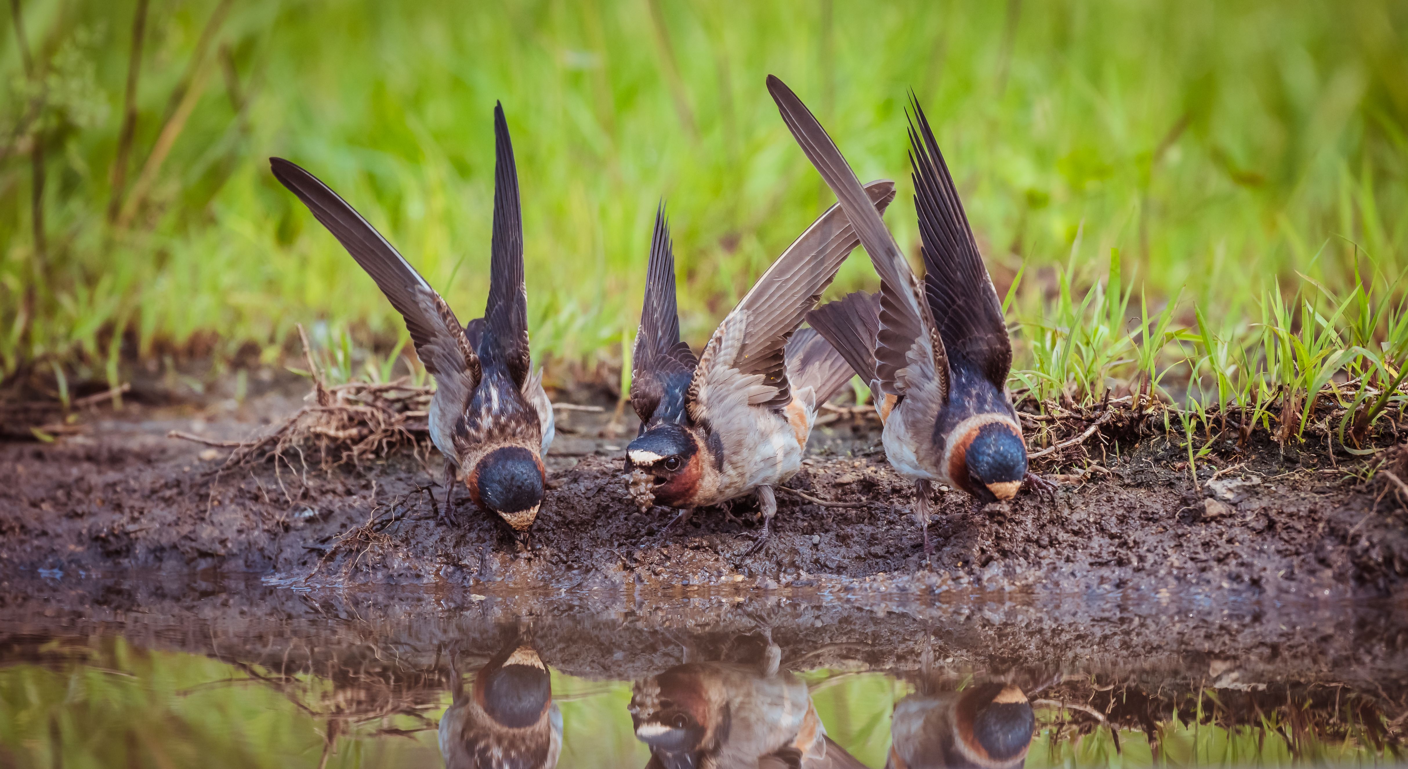 Zwaluwen Drinken Bij Een Vijver In Een Natuurlijke Habitat · Gratis ...