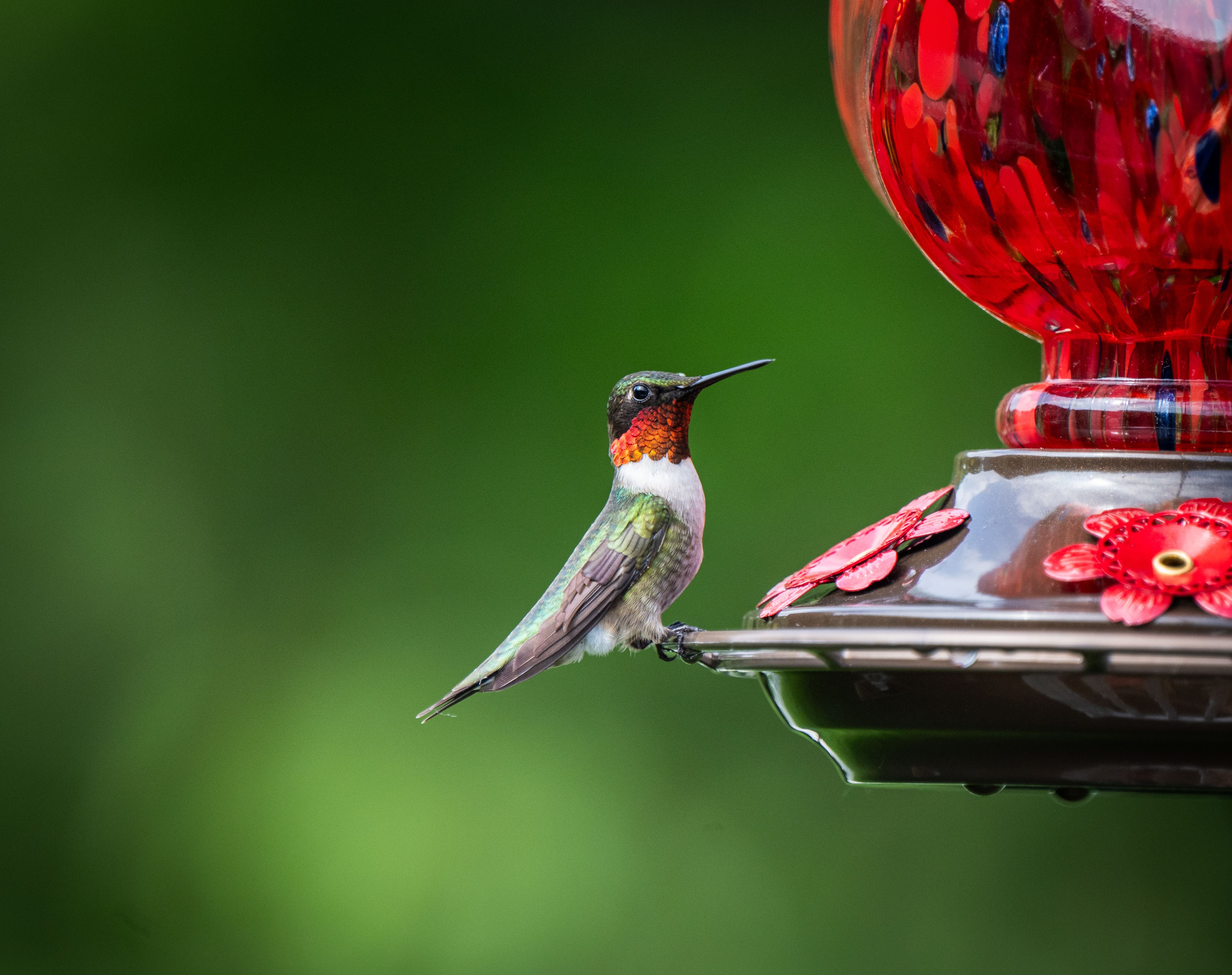 Vibrant Ruby-Throated Hummingbird at Feeder · Free Stock Photo