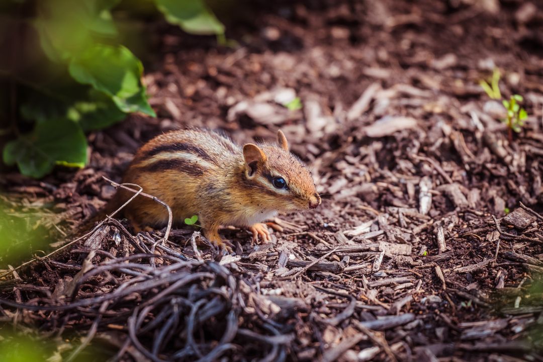 Brown Pine Bark Mulch for Healthy Lawns and Gardens