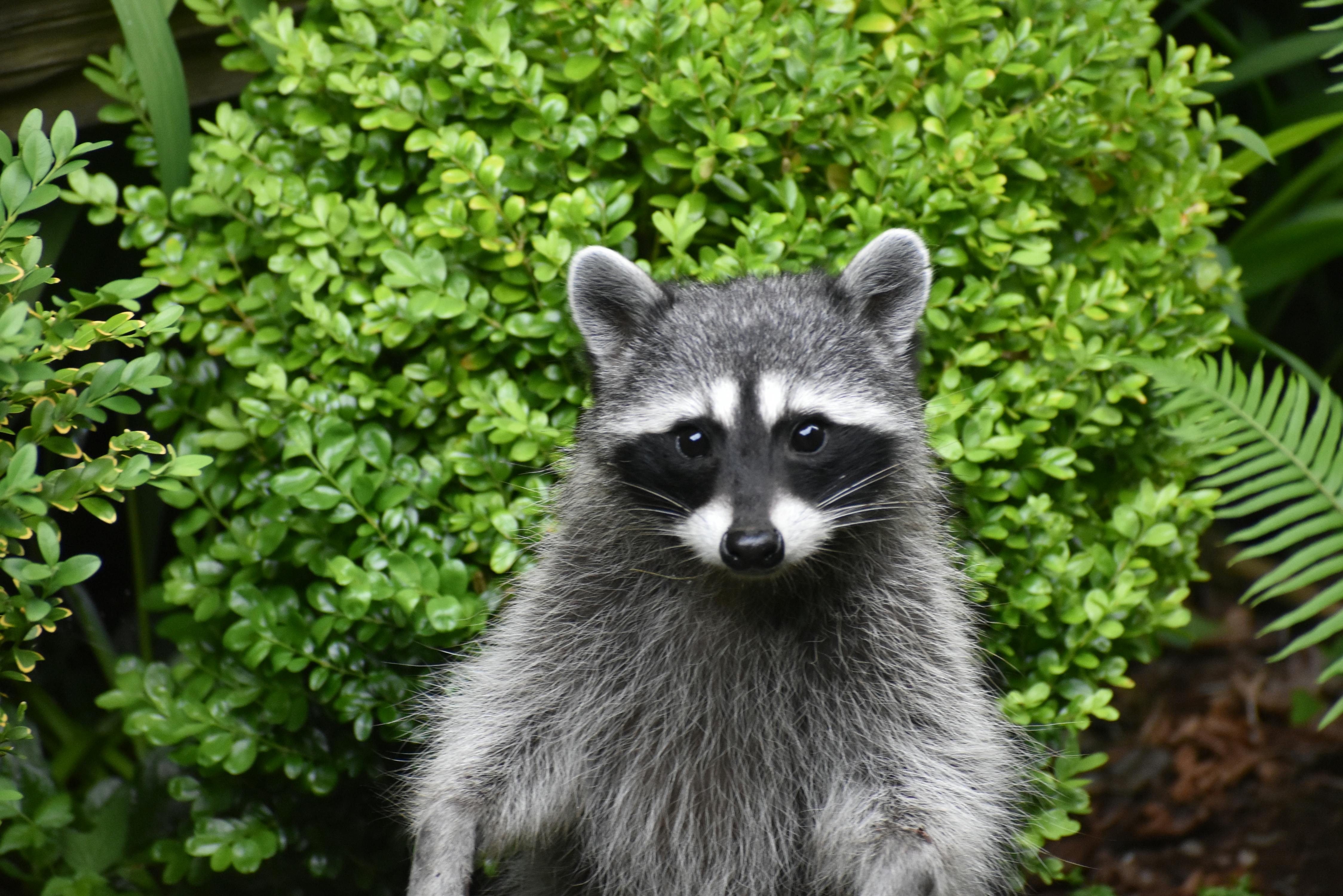 Mapache Curioso En La Exuberante Vegetación Al Aire Libre · Foto de ...
