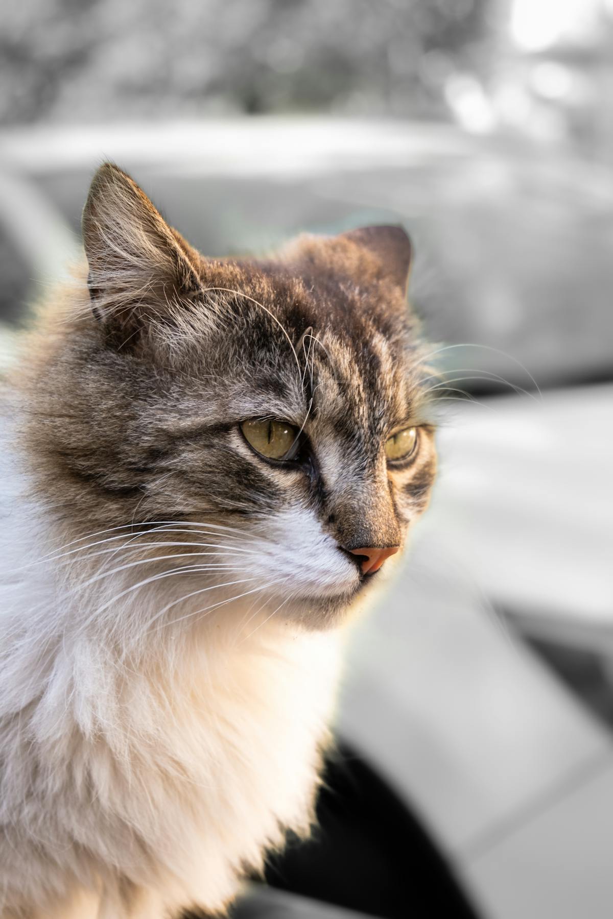 Freaky Cat Photos, Download The BEST Free Freaky Cat Stock Photos & HD ...