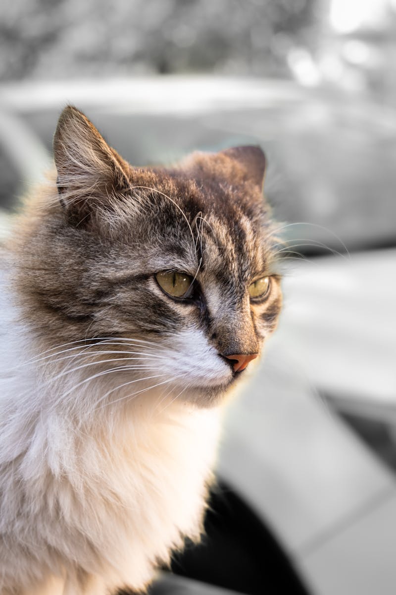 Freaky Cat Photos, Download The BEST Free Freaky Cat Stock Photos & HD ...