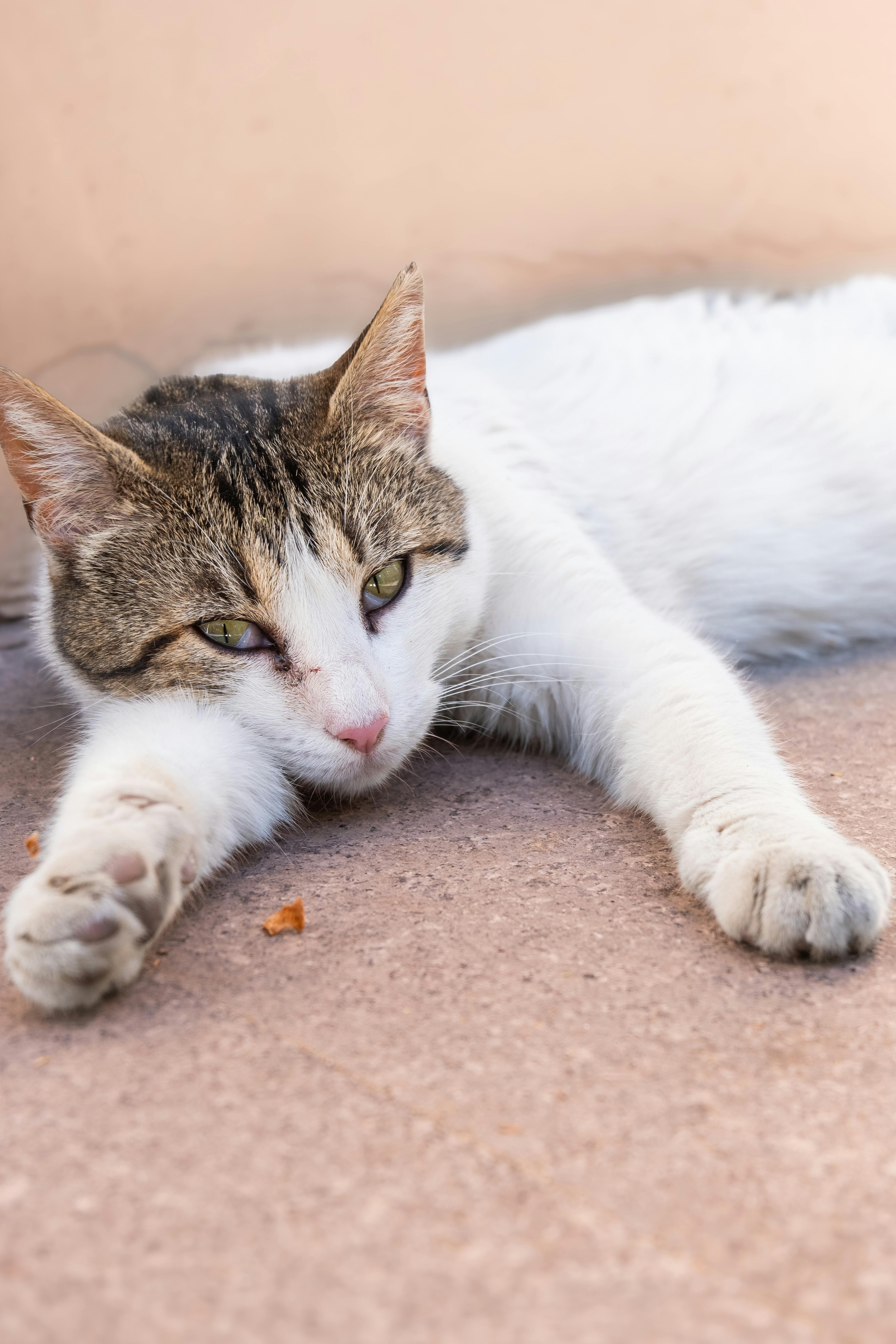 Freaky Cat Photos, Download The BEST Free Freaky Cat Stock Photos & HD ...