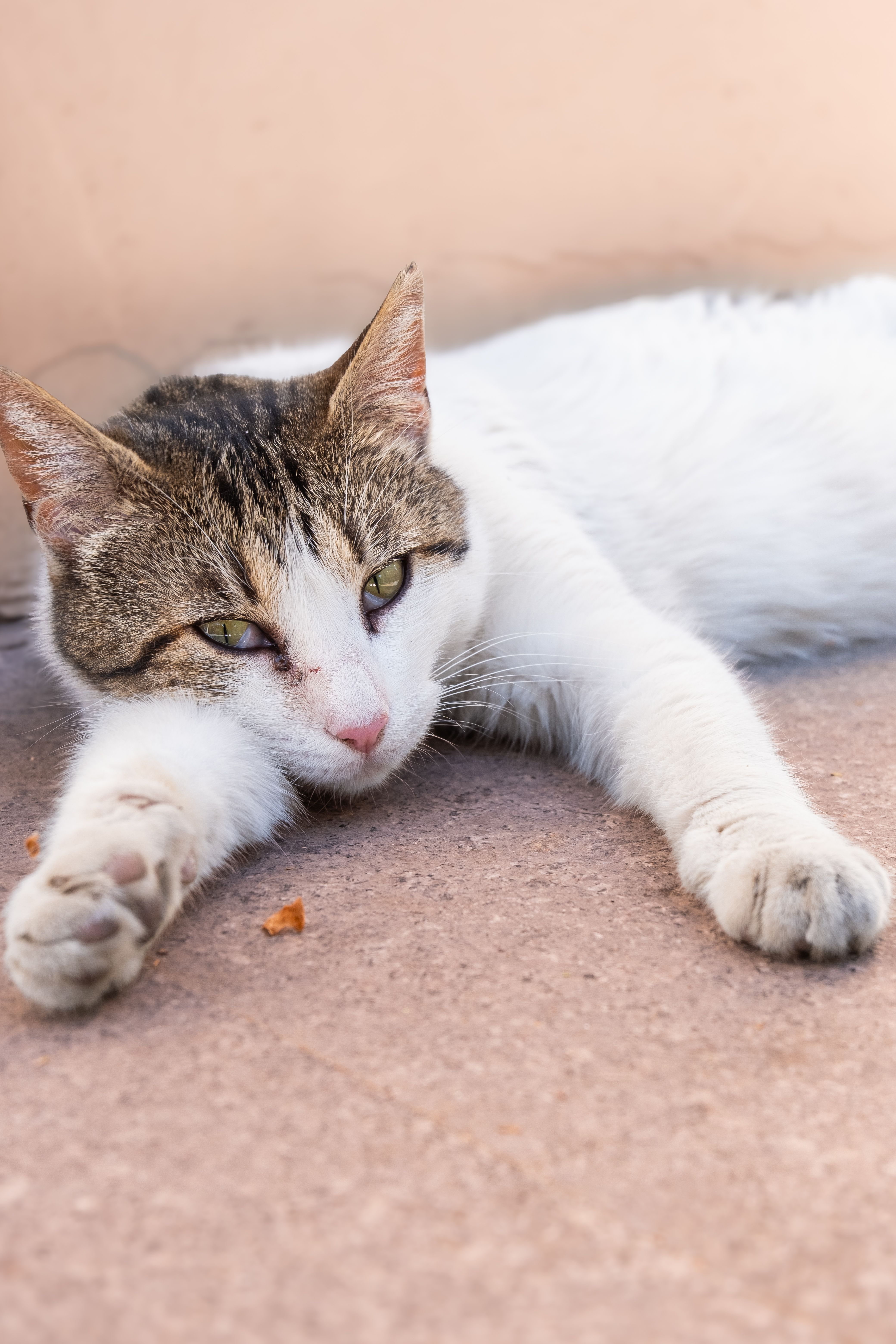 Gato De Rua Relaxado Na Cena De Rua De Istambul · Foto profissional ...