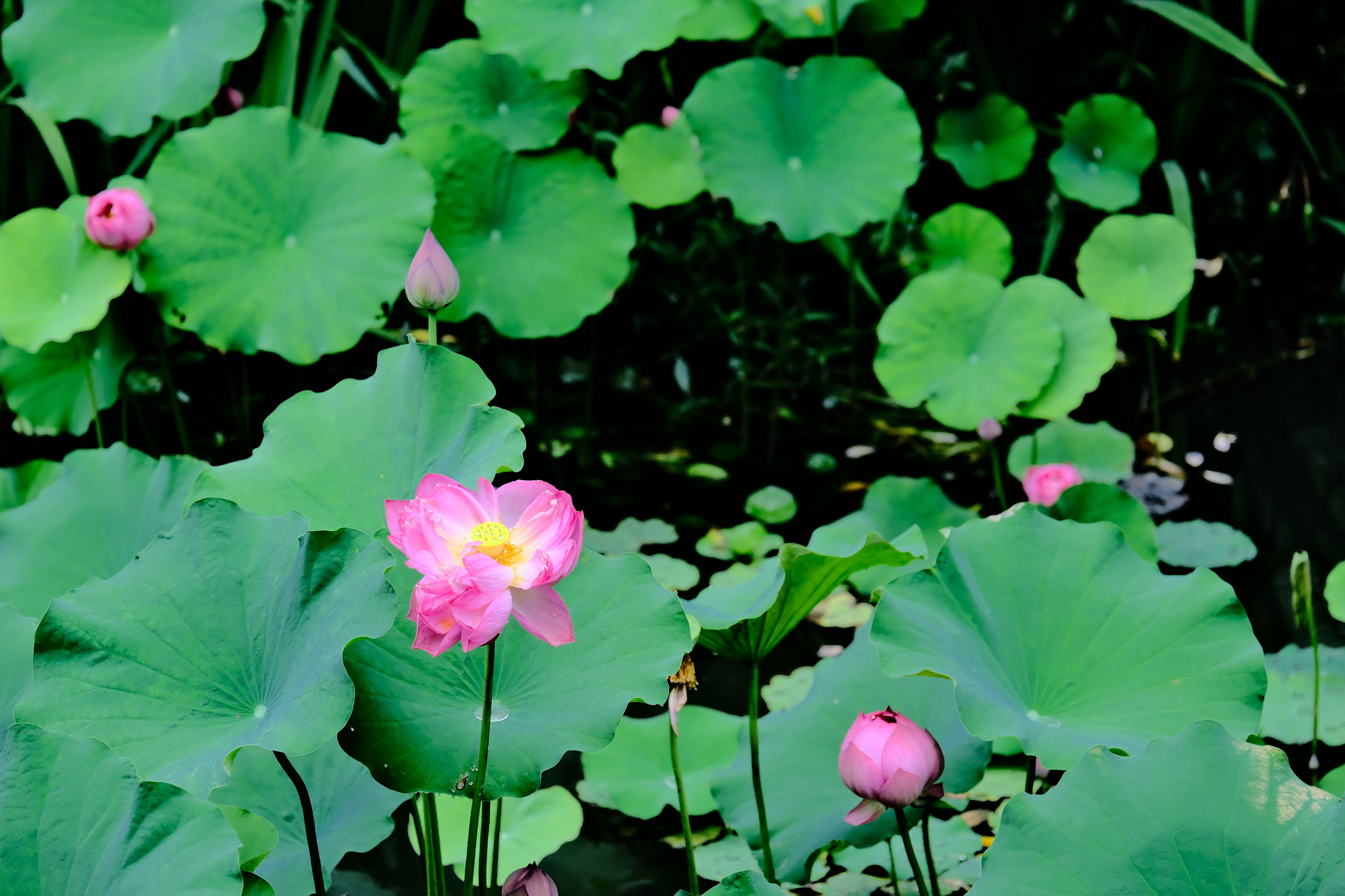 Vibrant Pink Lotus in Serene Pond Setting · Free Stock Photo