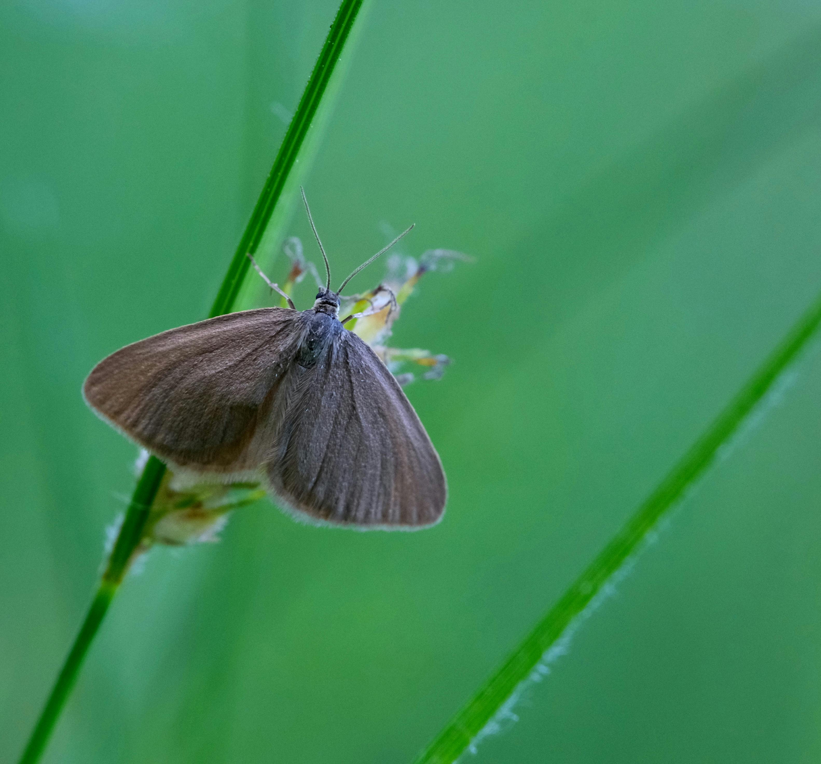 Moth Antennae Photos, Download The BEST Free Moth Antennae Stock Photos ...