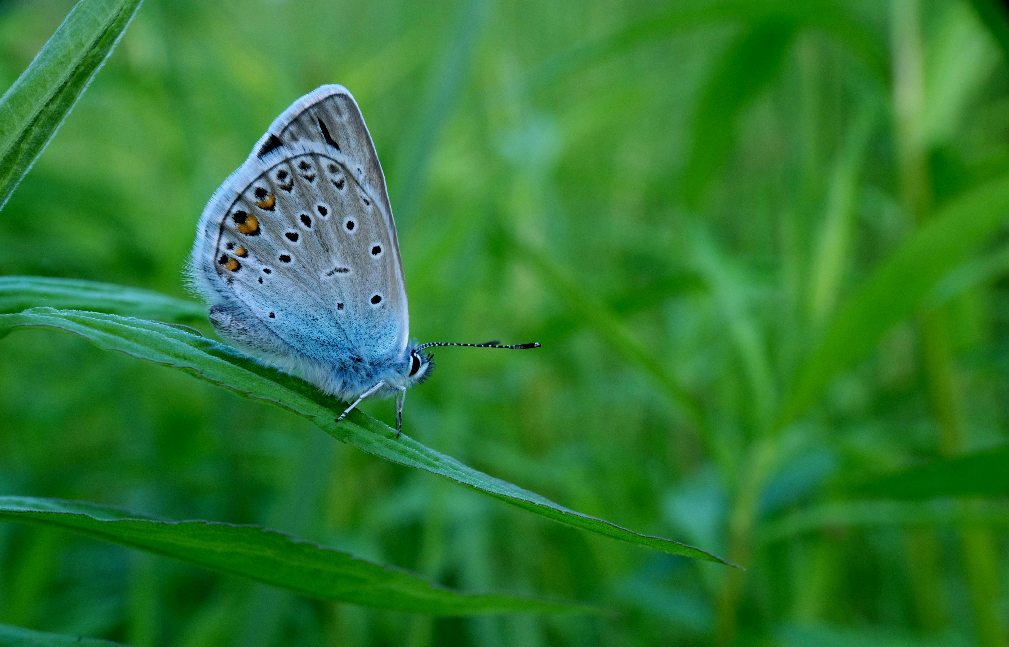 Close-Up of a Blue Butterfly on Leaf · Free Stock Photo