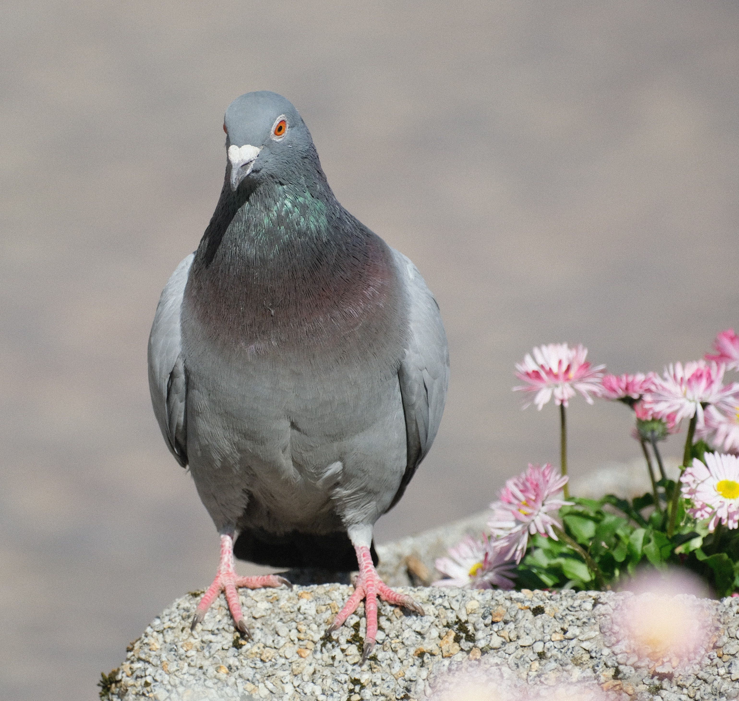 Close-up of a Wild Pigeon and Flowers in Urban Setting · Free Stock Photo