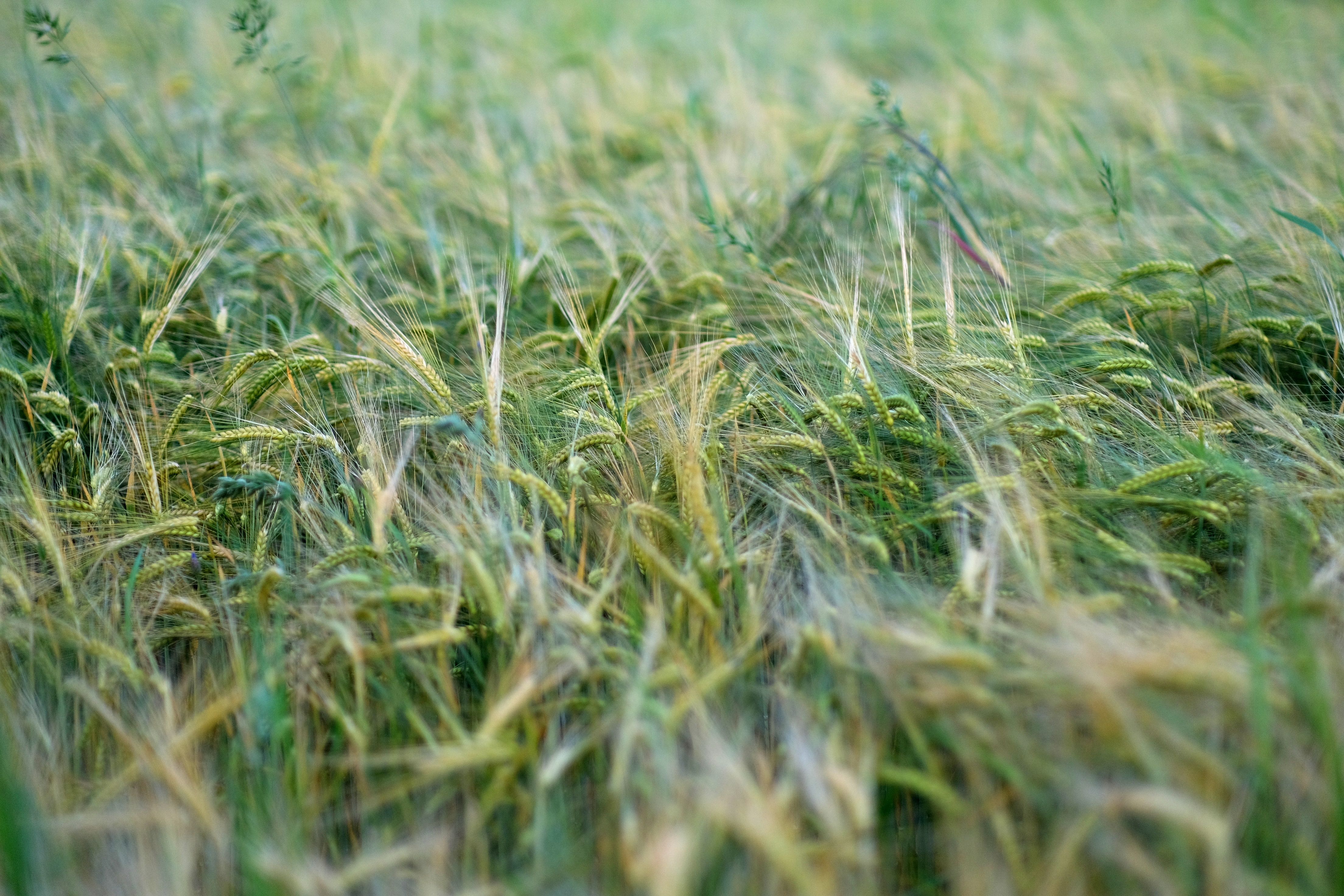 Golden Wheat Field Blowing in the Wind · Free Stock Photo