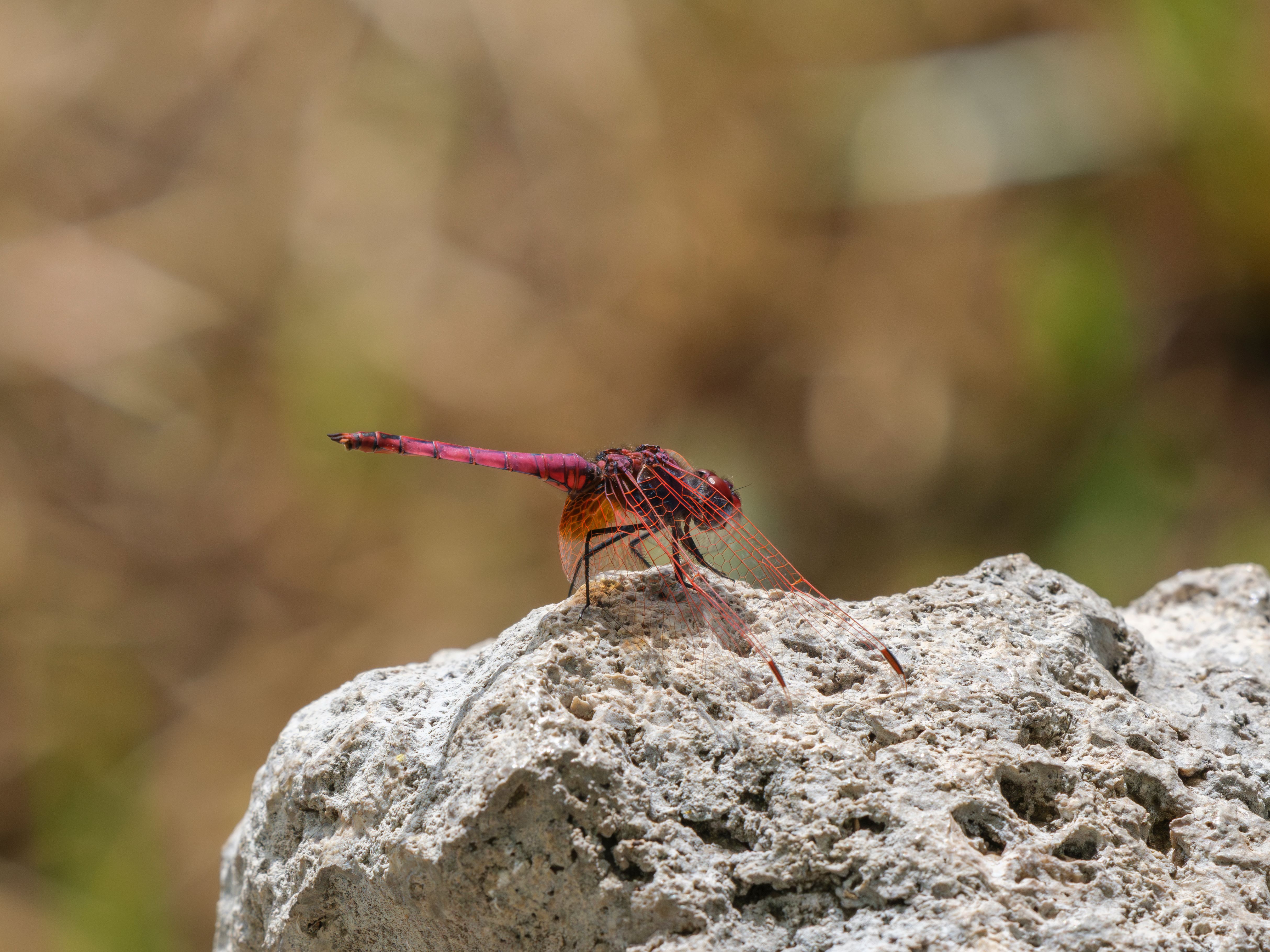 Vivid Red Dragonfly Resting on a Rock in Nature · Free Stock Photo