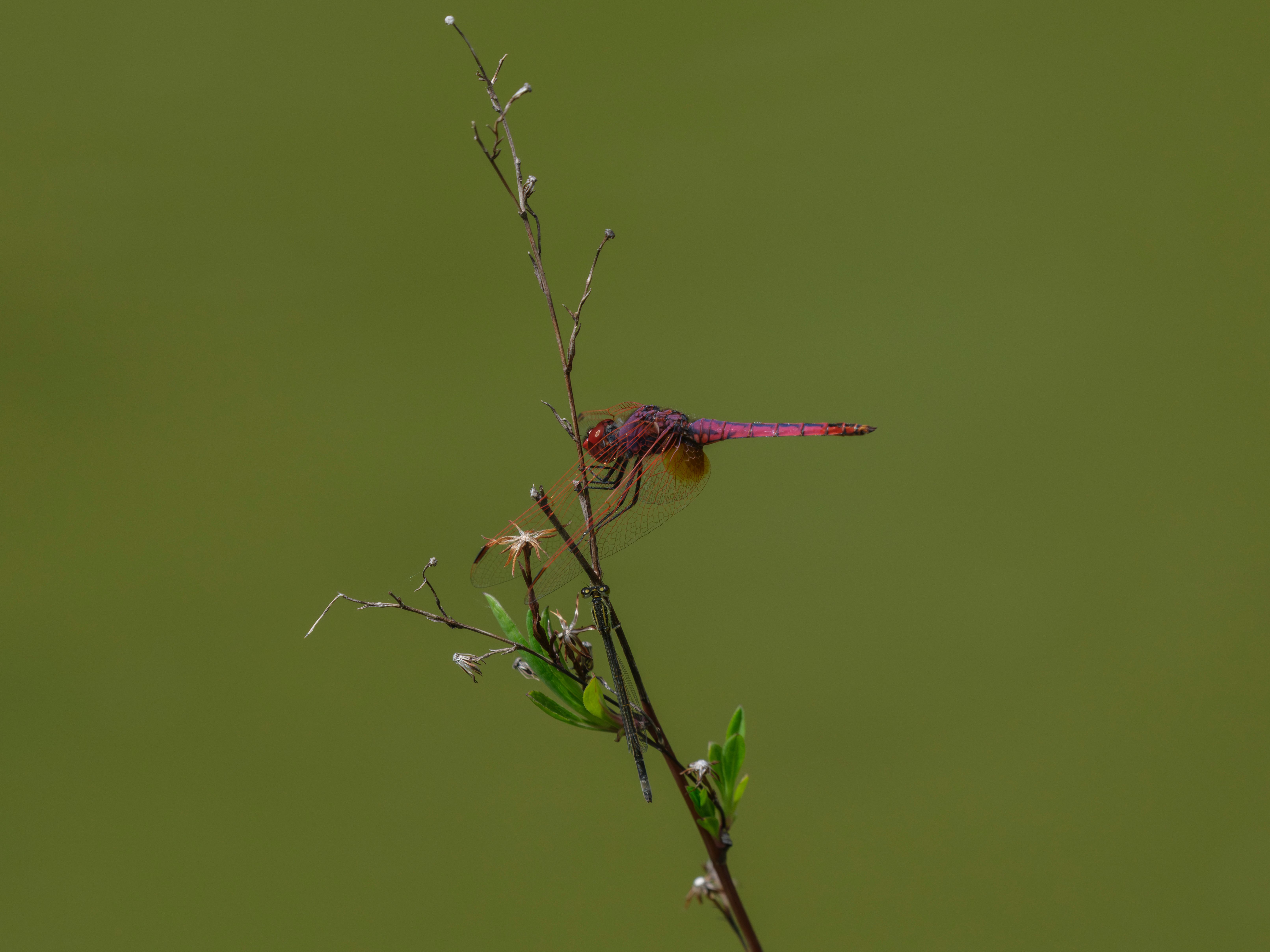 Close Up Capung Merah Di Batang Tanaman · Foto Stok Gratis