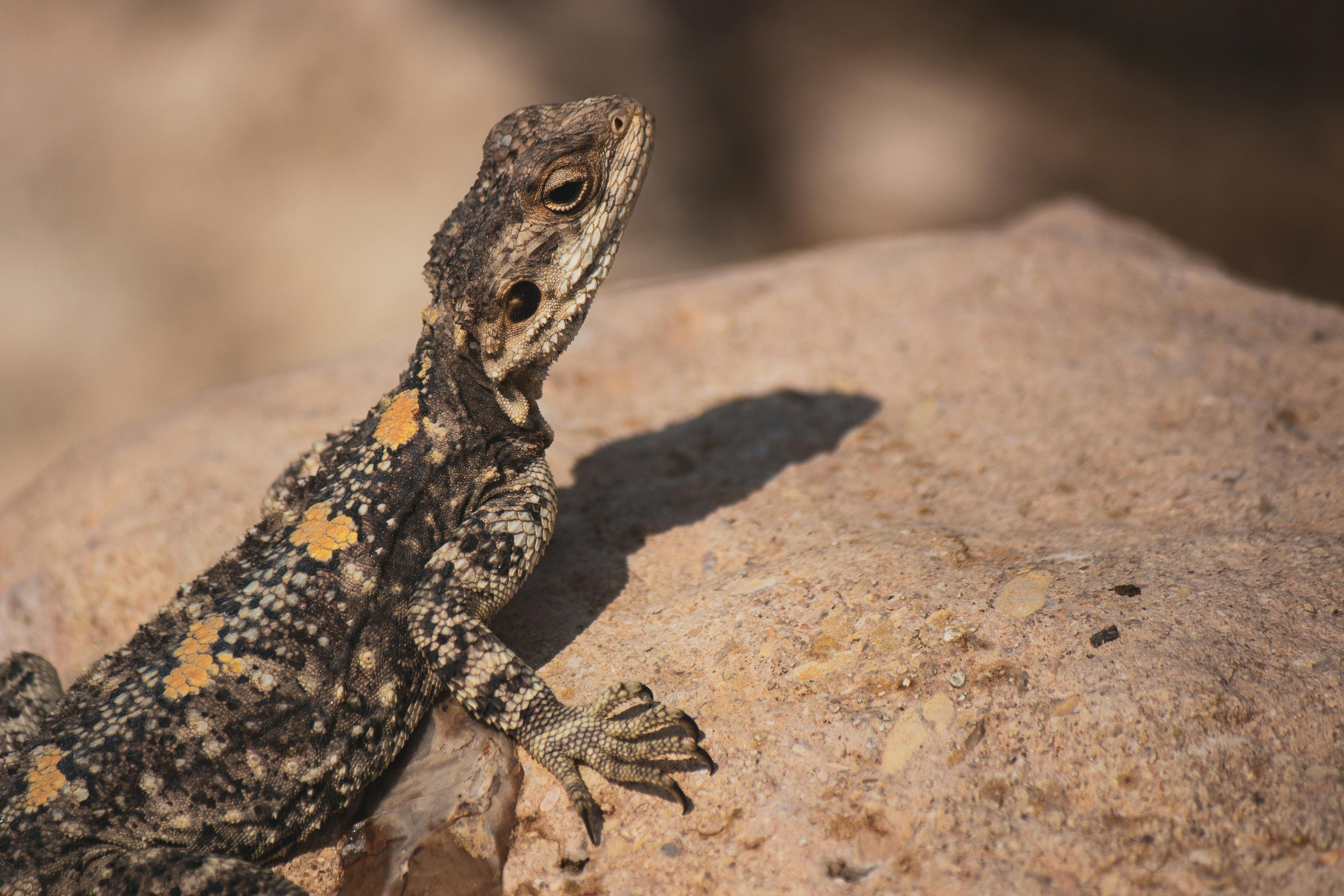 Free stock photo of lizard, lizards