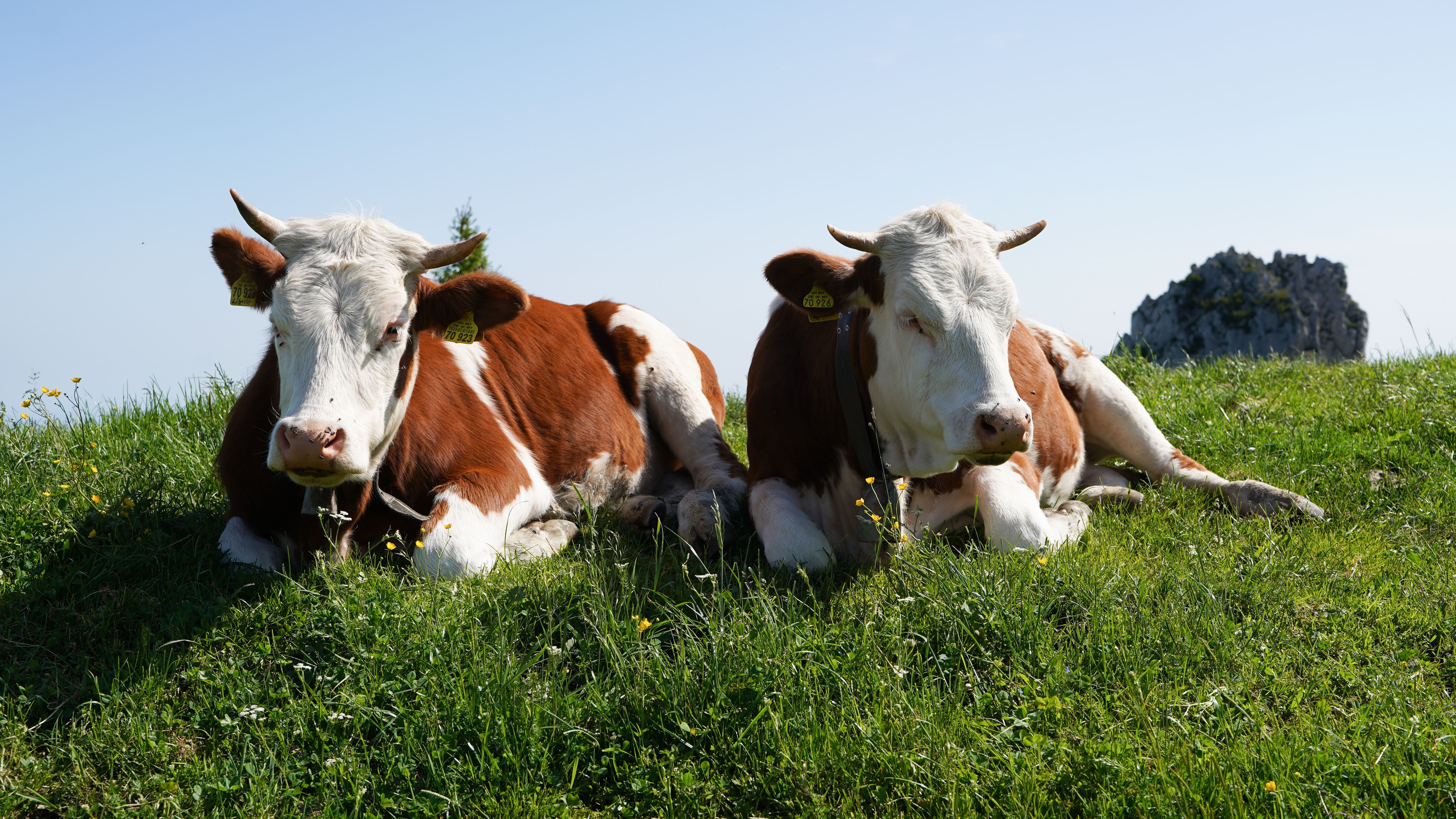 Simmental Bull Stall Photos, Download The BEST Free Simmental Bull ...