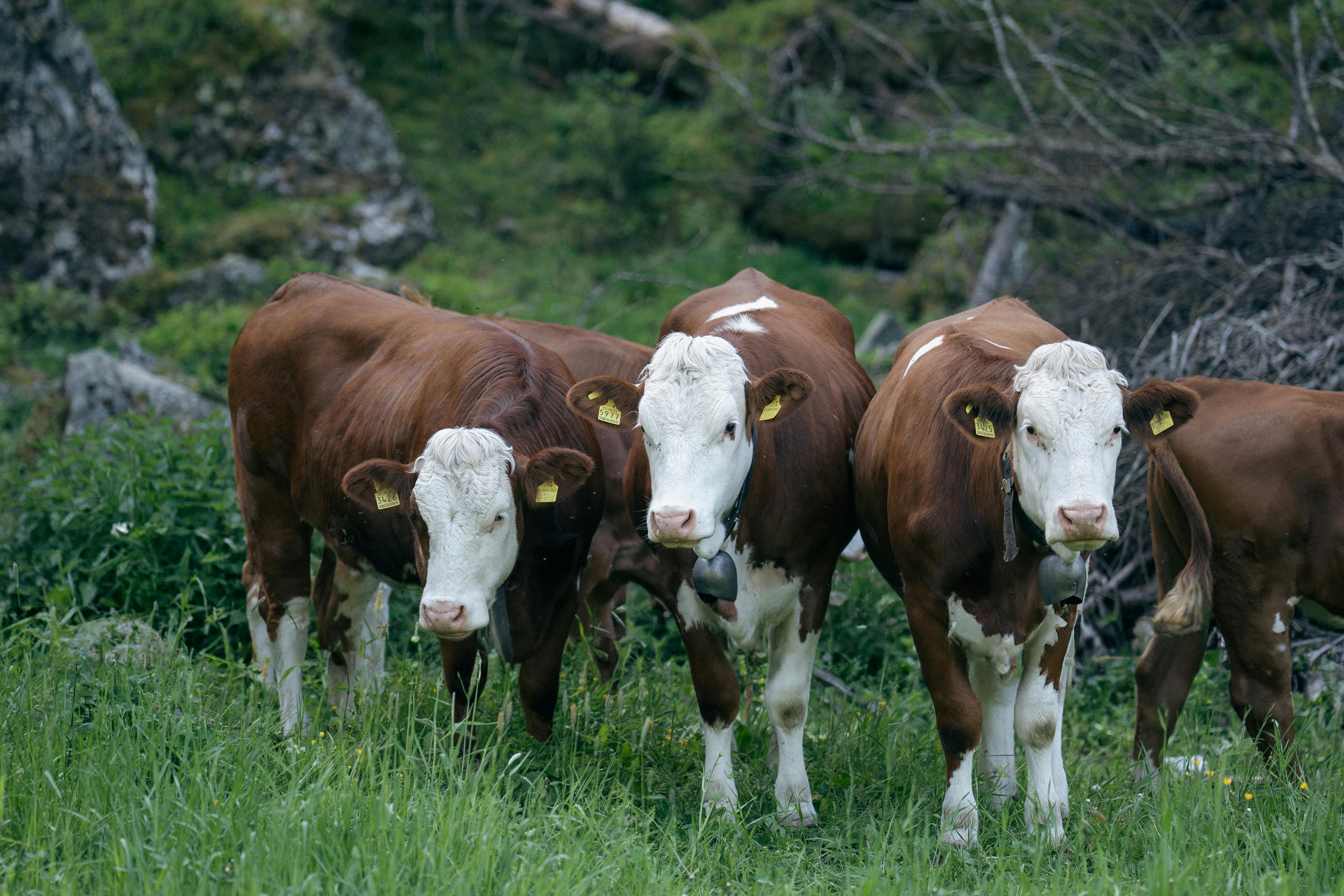 Kawanan Sapi Merumput Di Padang Rumput Hijau · Foto Stok Gratis