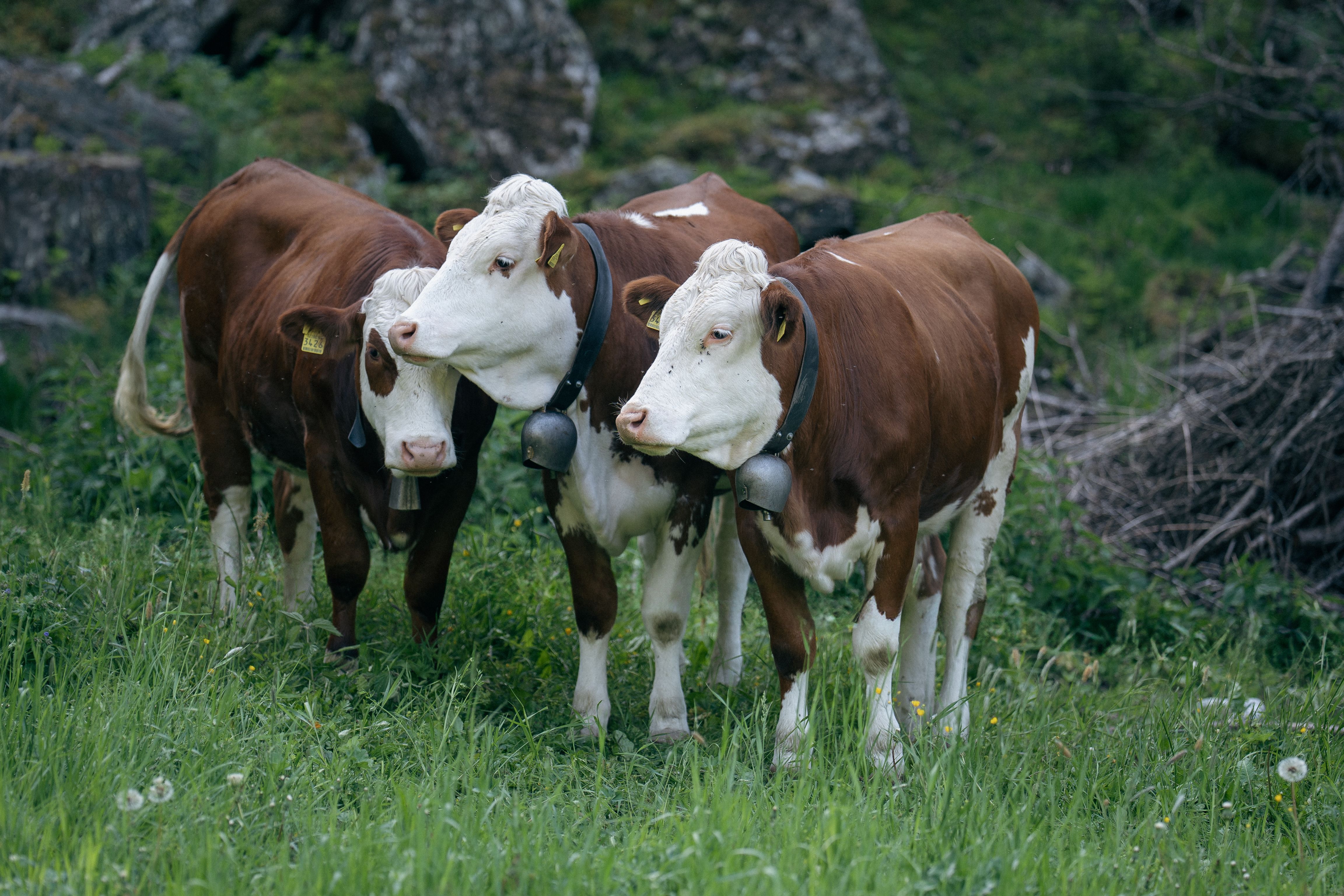 Three Brown and White Cows Grazing Outdoors · Free Stock Photo