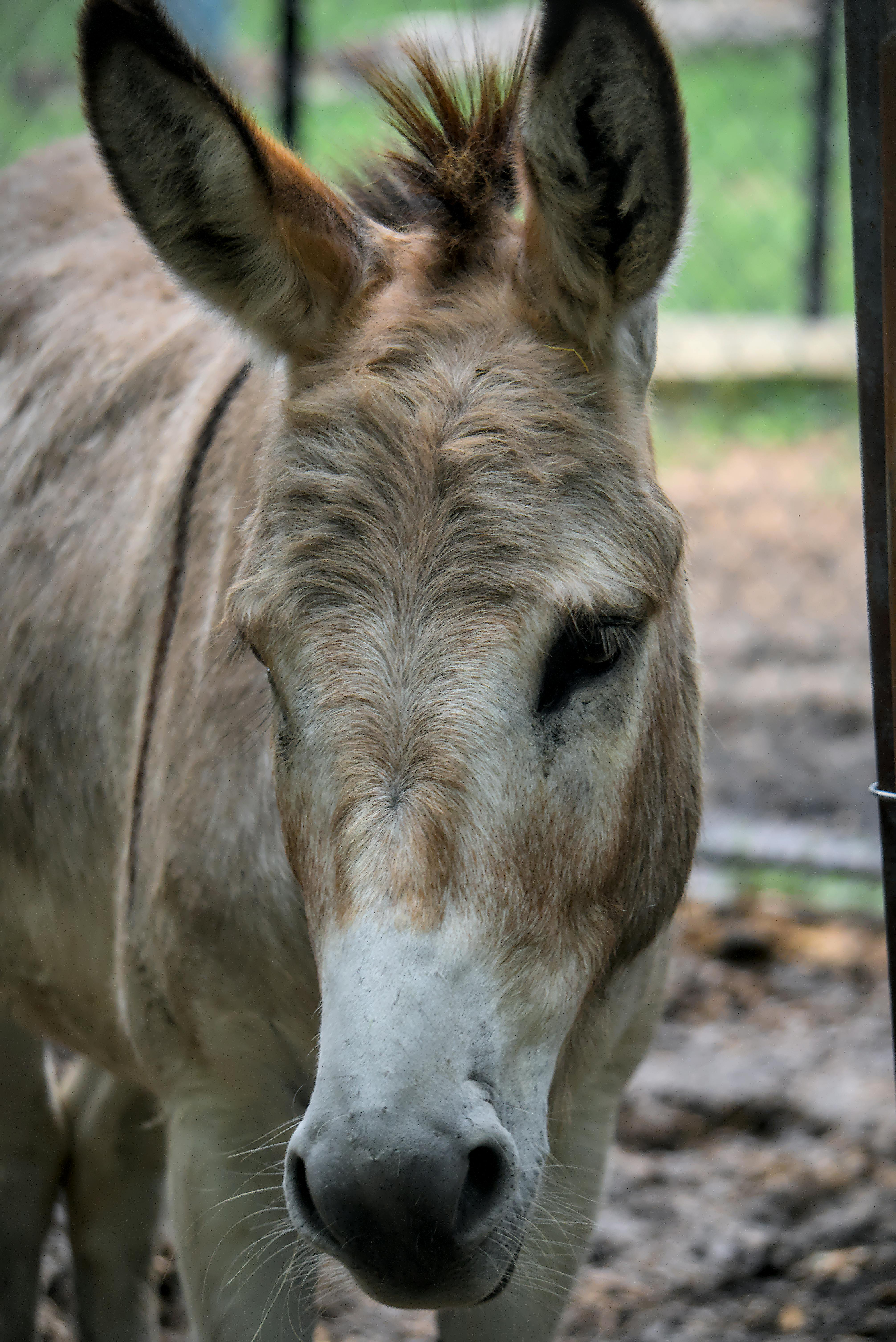 Non Commercial Animal Photos, Download The BEST Free Non Commercial ...