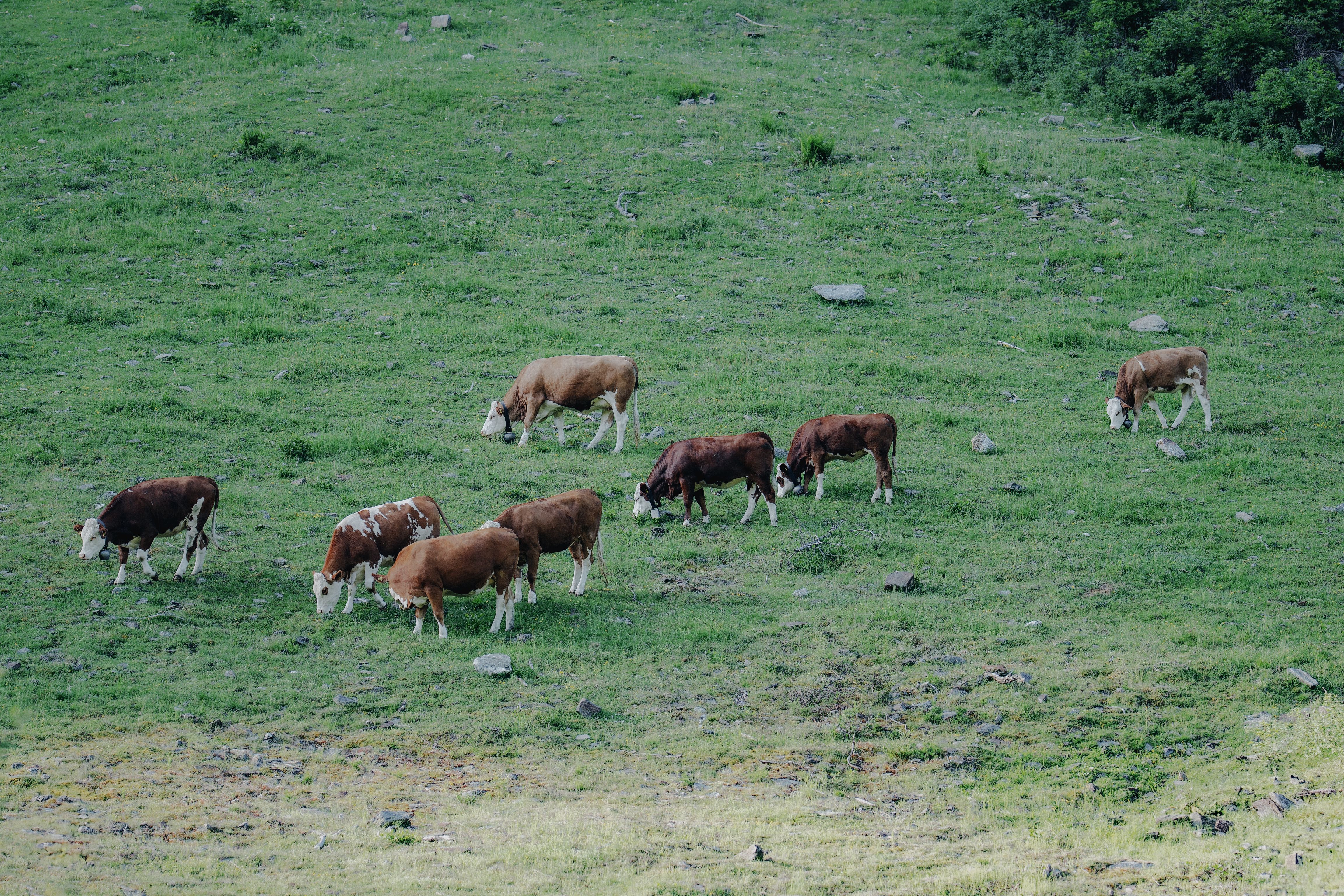 Sapi Yang Sedang Merumput Di Padang Rumput Hijau Yang Luas · Foto Stok ...