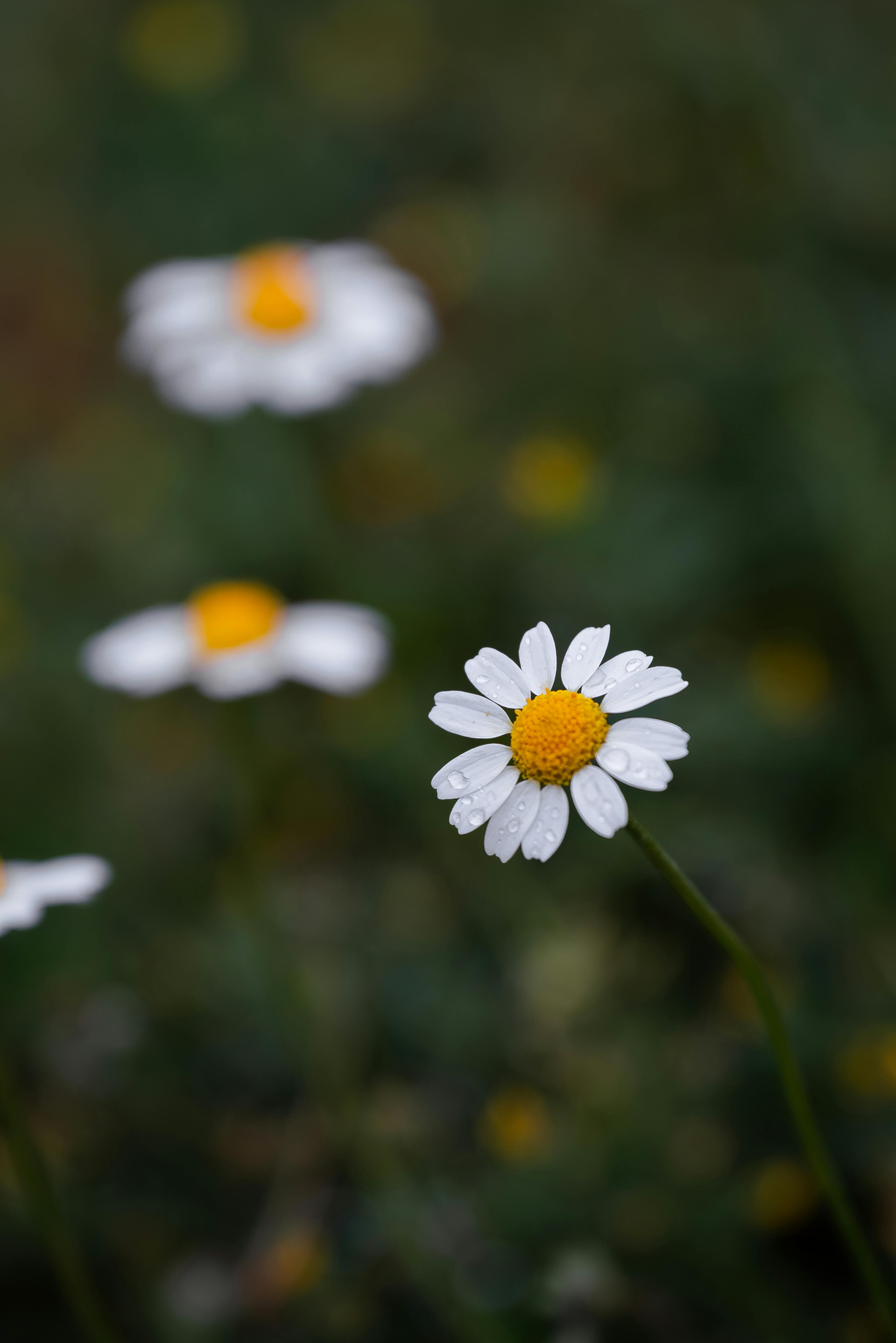 Close-Up of Daisies with Dew Drops in Spring · Free Stock Photo
