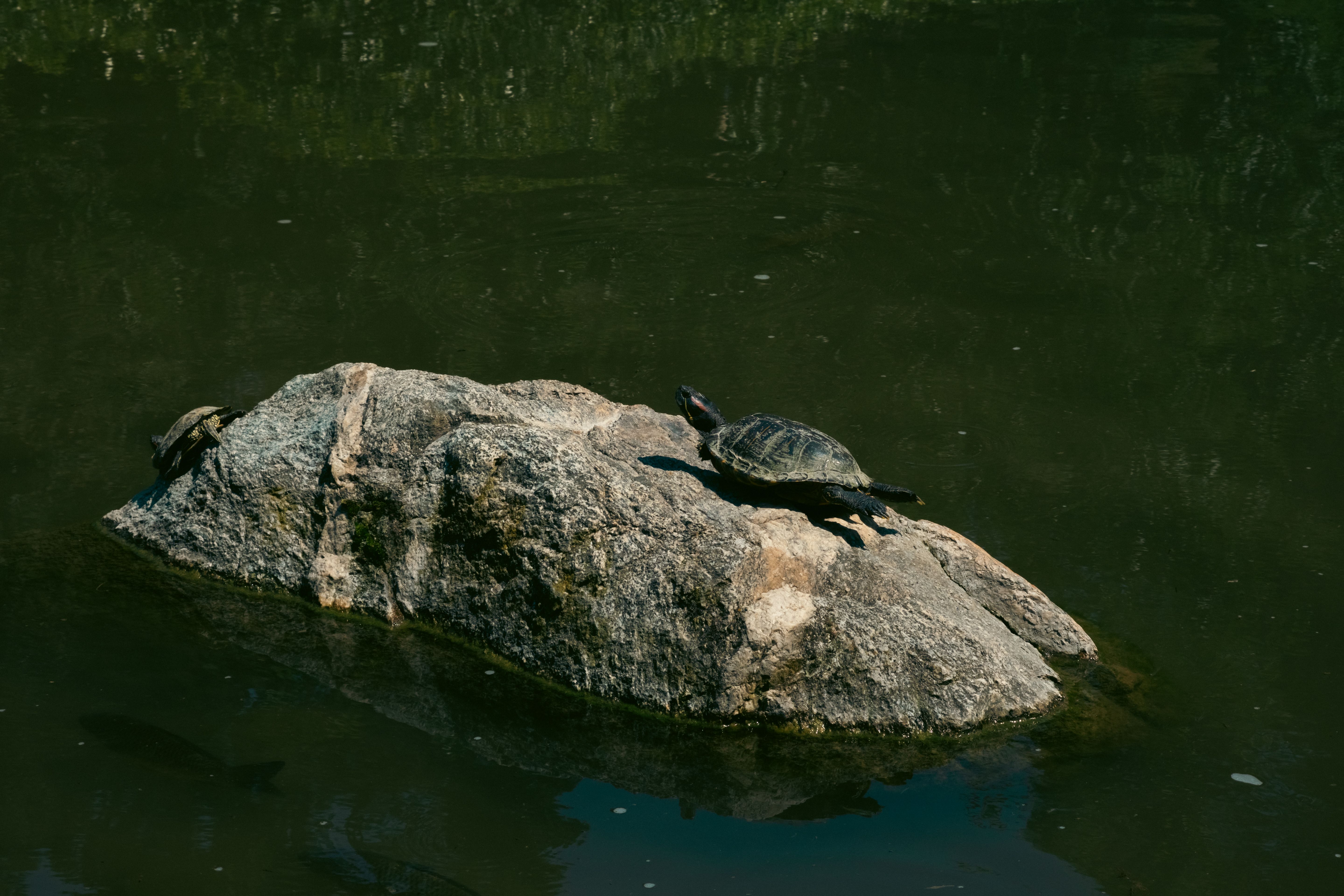 Turtles Basking on a Rock in Sunlit Pond · Free Stock Photo