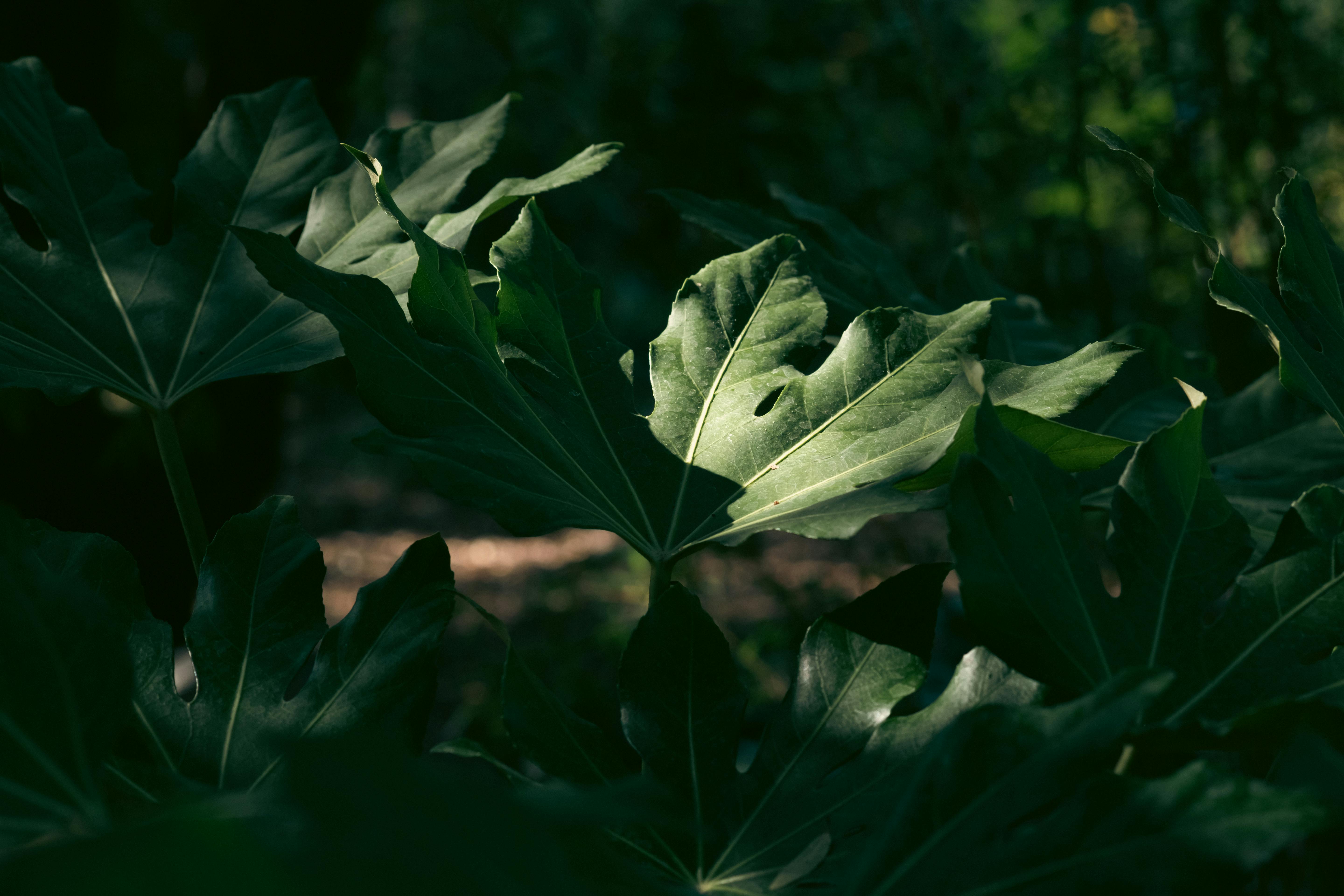 Moody Monstera Foliage in Dramatic Lighting · Free Stock Photo