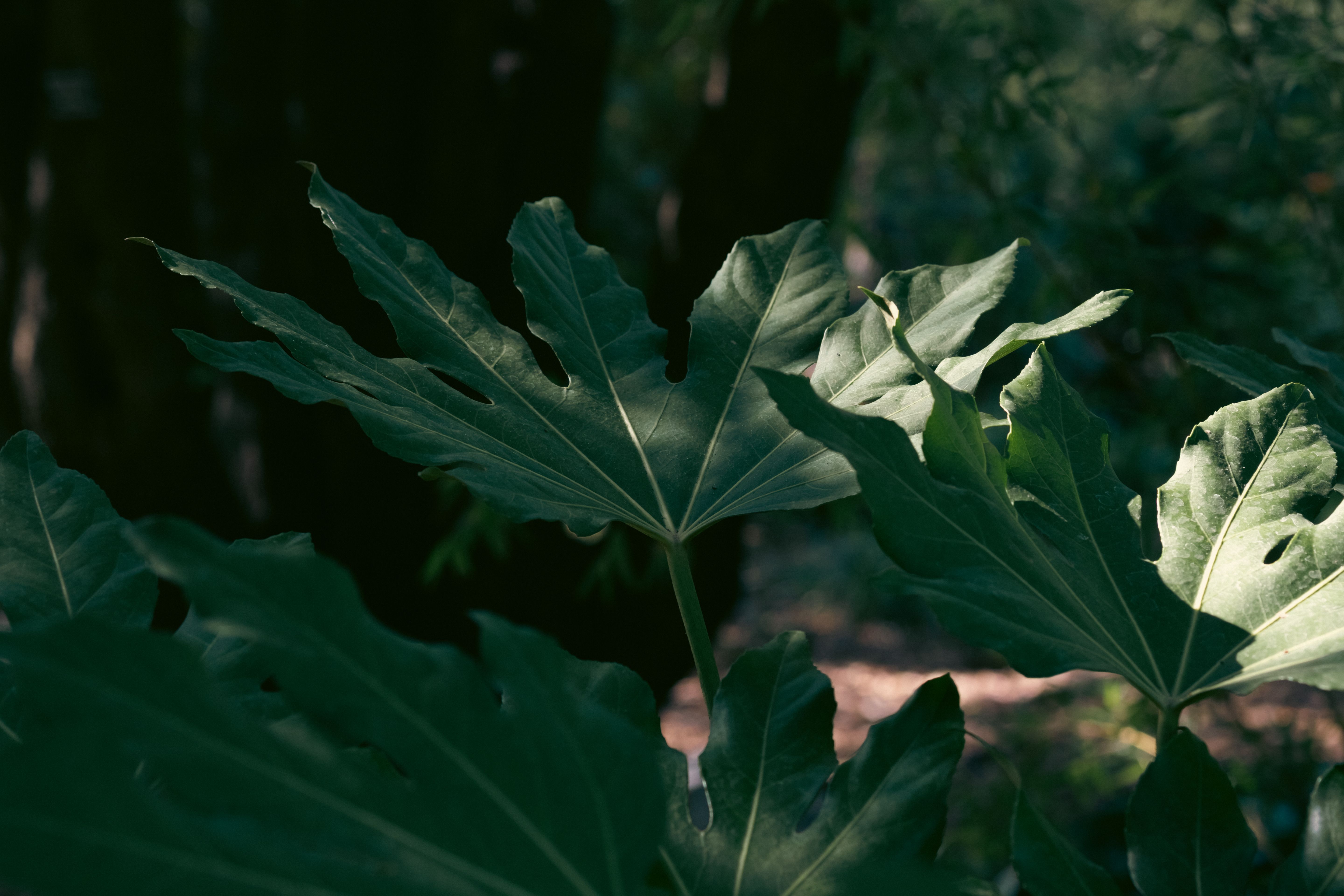 Moody Tropical Foliage with Monstera Leaves · Free Stock Photo