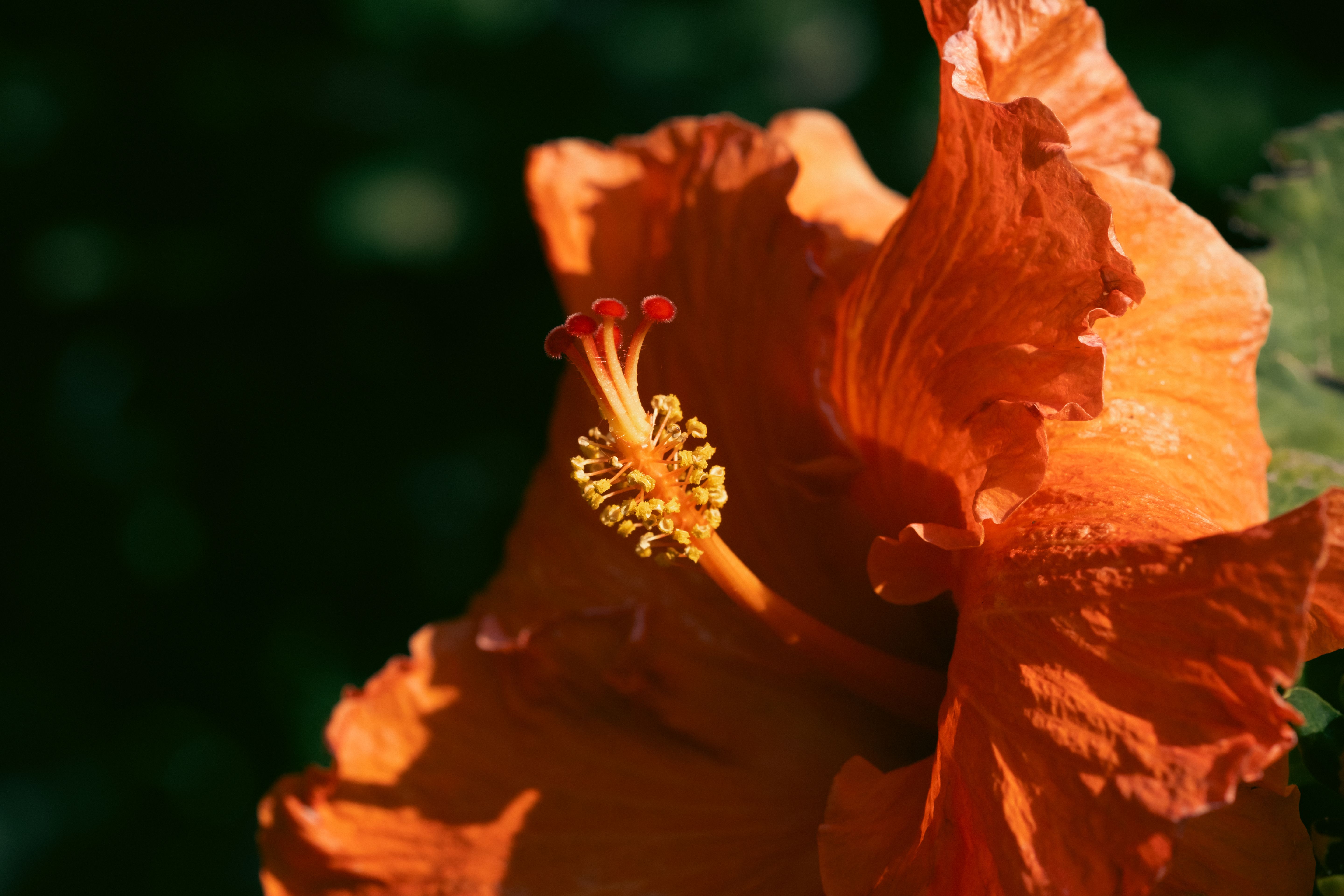 Flowering Plants Photos, Download The BEST Free Flowering Plants Stock ...