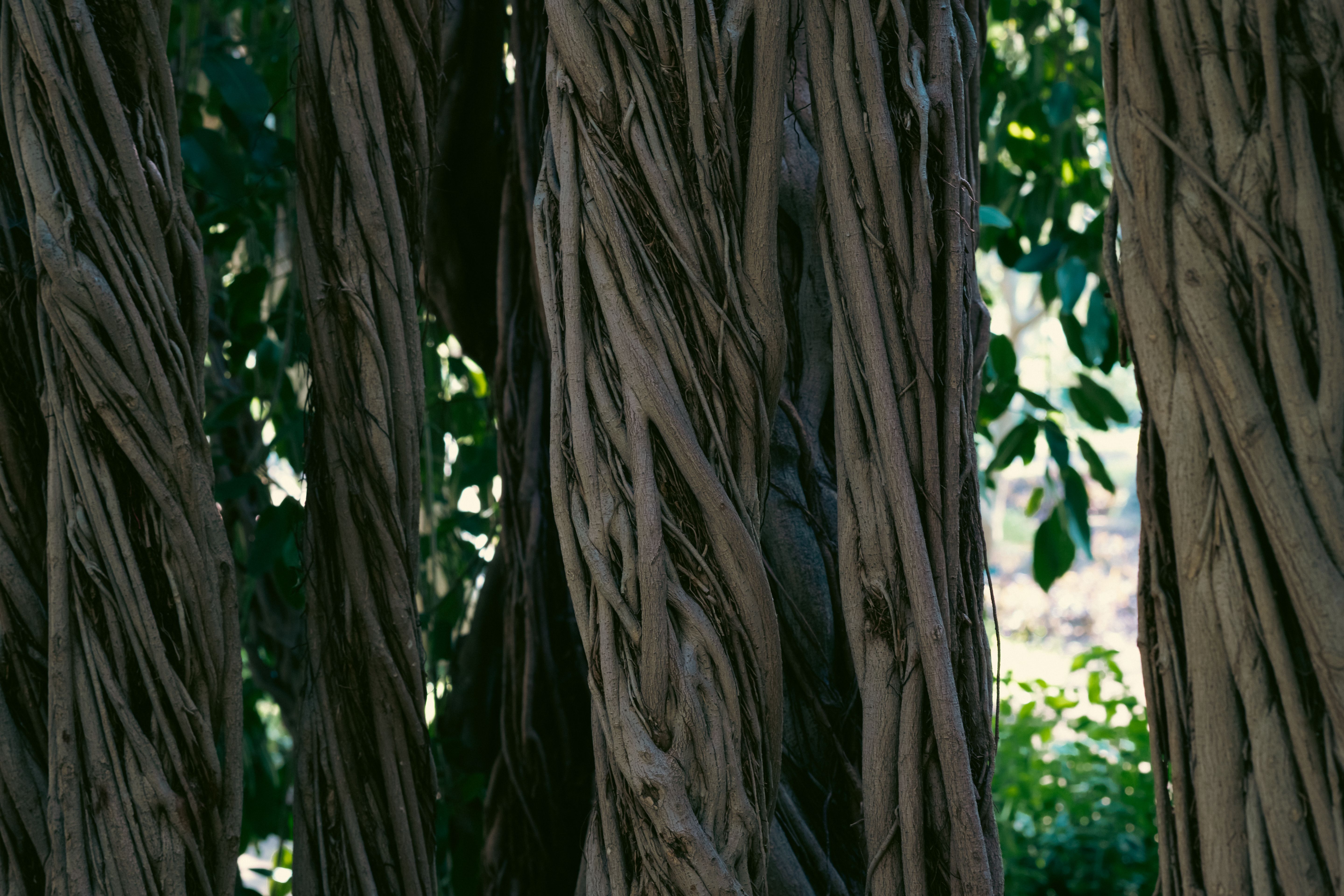Close-Up View of Intricate Tree Roots in Dense Forest · Free Stock Photo