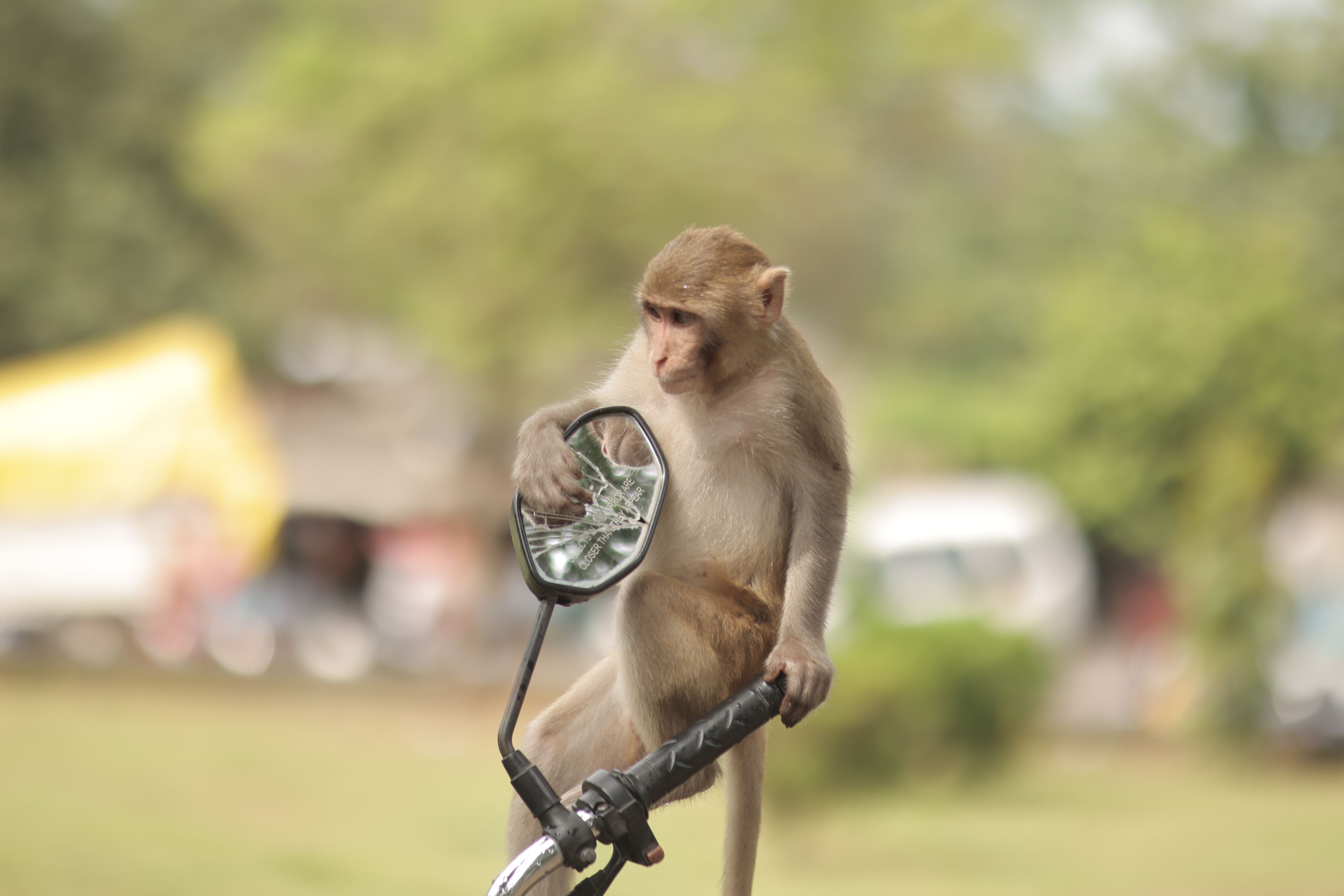 Monkey Perched on Bicycle Handlebar with Mirror · Free Stock Photo