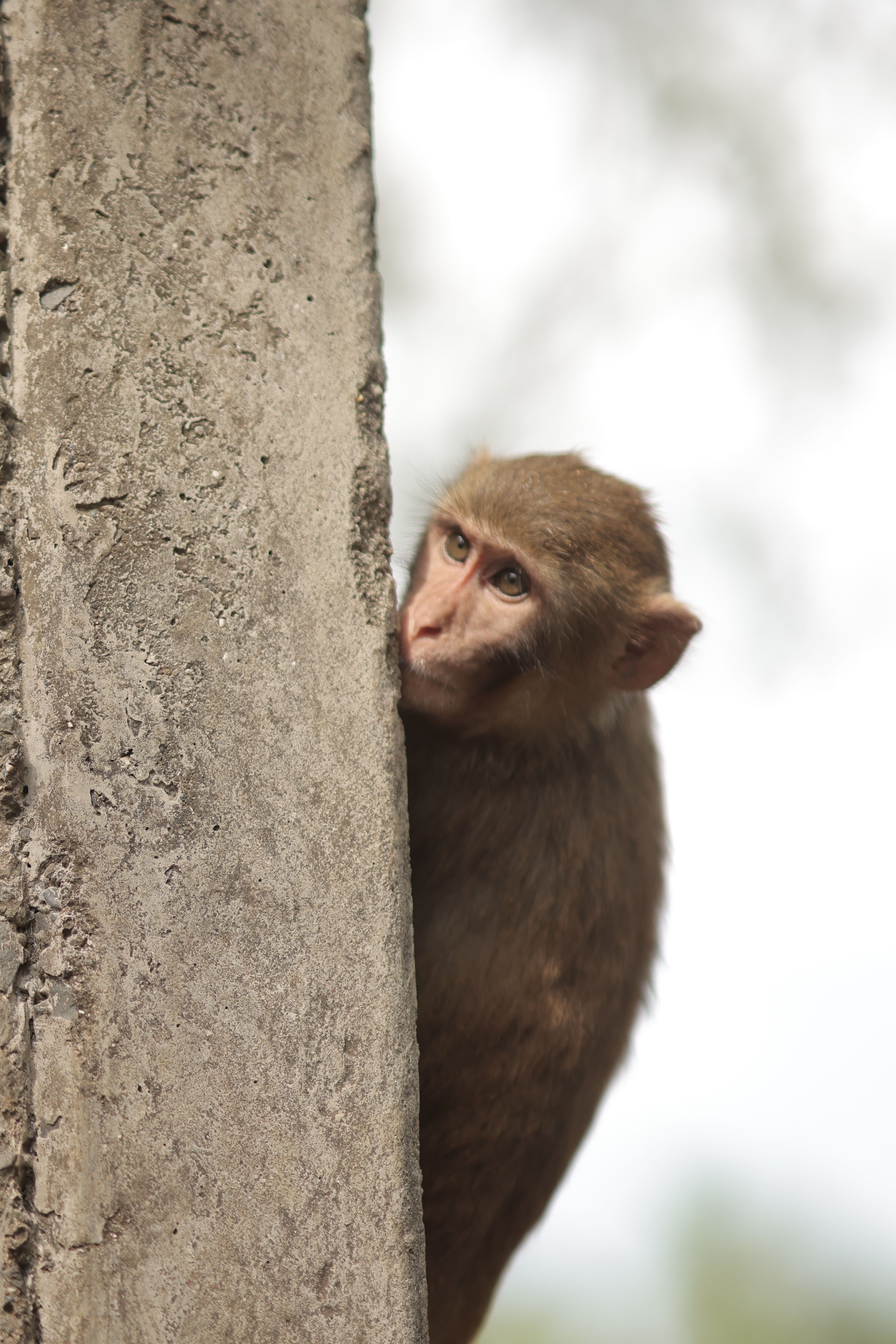 Curious Monkey Peeking Behind a Concrete Wall · Free Stock Photo